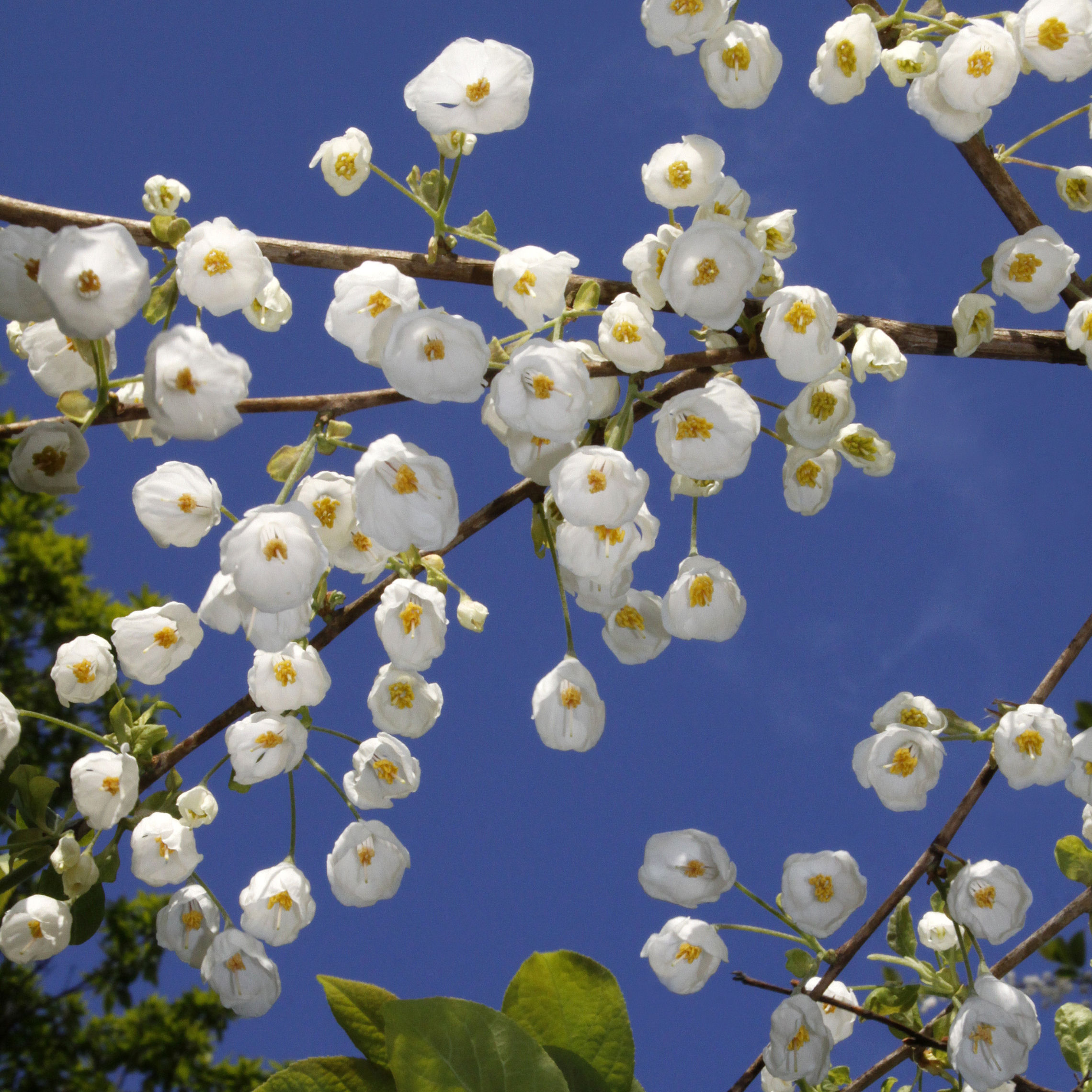 Carolina Silverbell, Snowdrop tree : buy Carolina Silverbell, Snowdrop ...