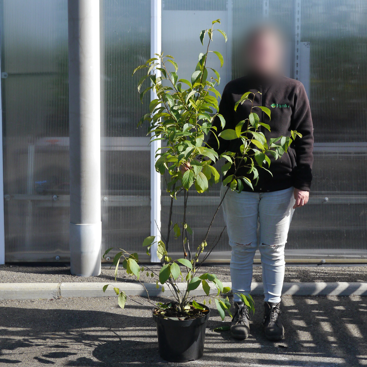 Carolina Silverbell, Snowdrop tree : buy Carolina Silverbell, Snowdrop ...