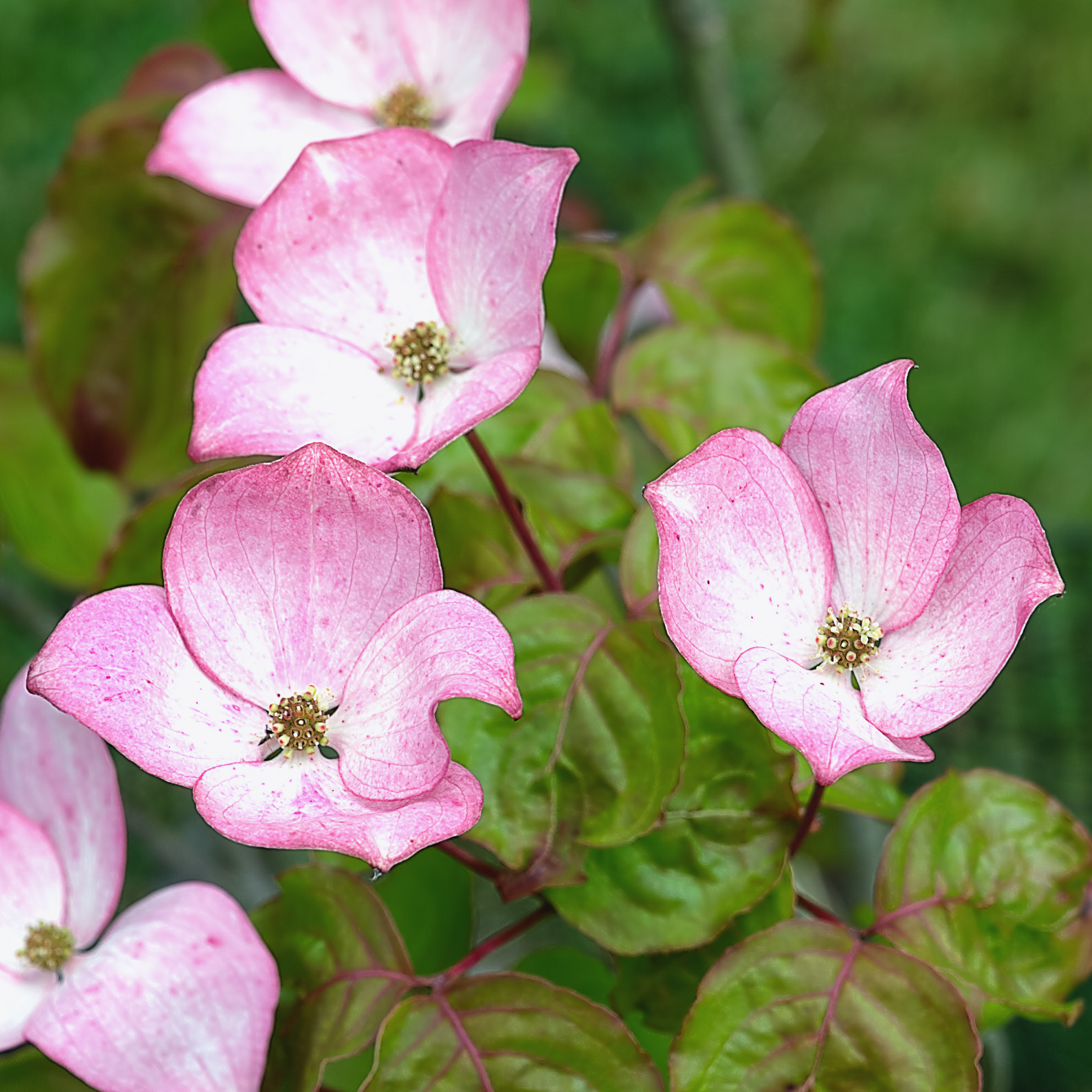 Pink flowering Japan dogwood : buy Pink flowering Japan dogwood ...