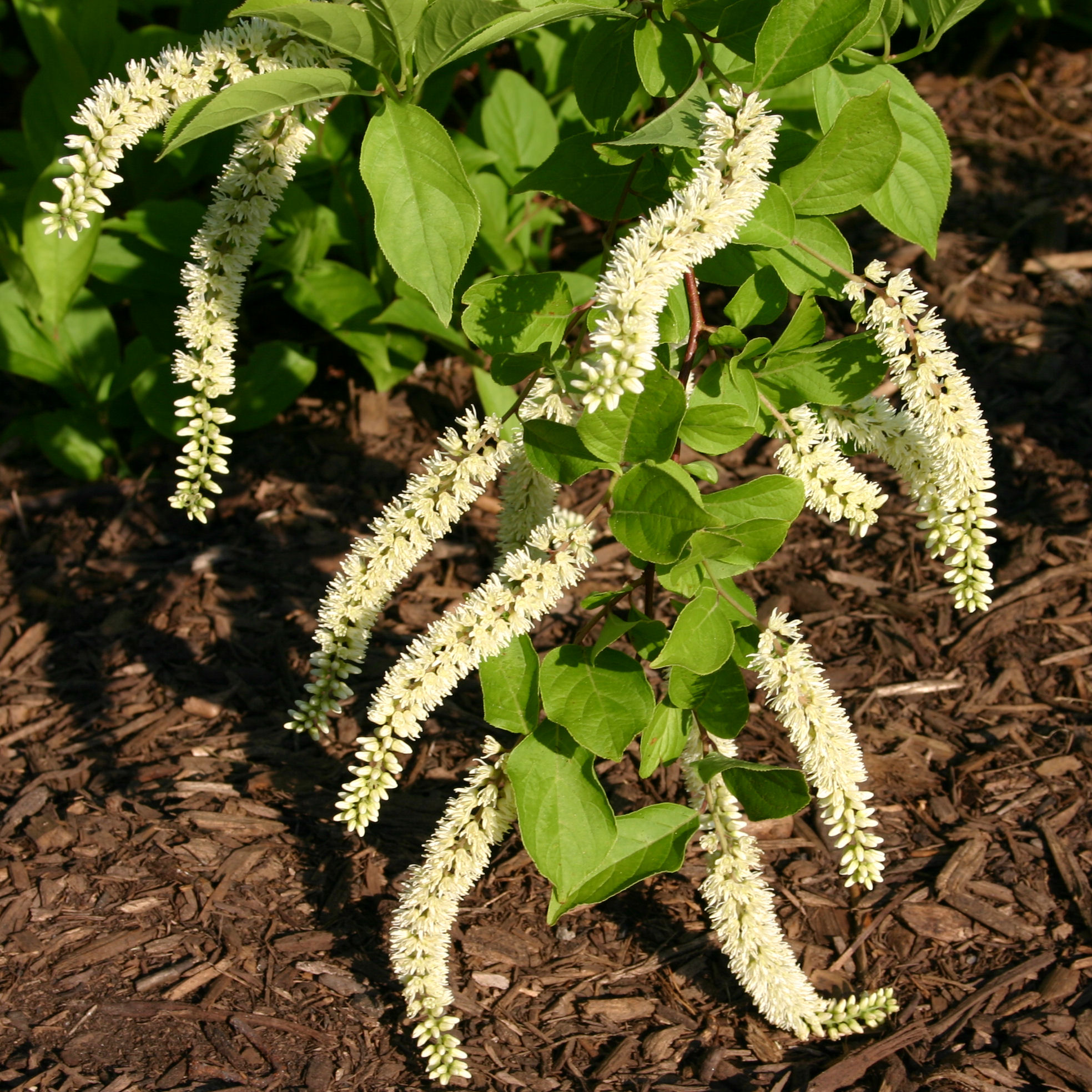 Virginia Sweetspire : buy Virginia Sweetspire / Itea virginica