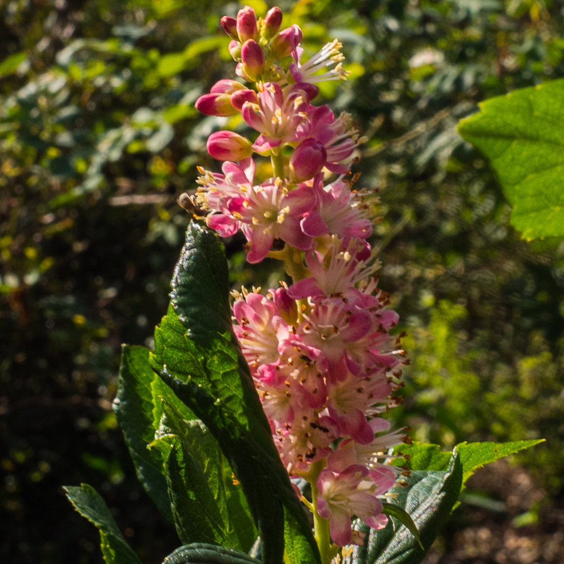 Summersweet 'Ruby Spice' : buy Summersweet 'Ruby Spice' / Clethra ...