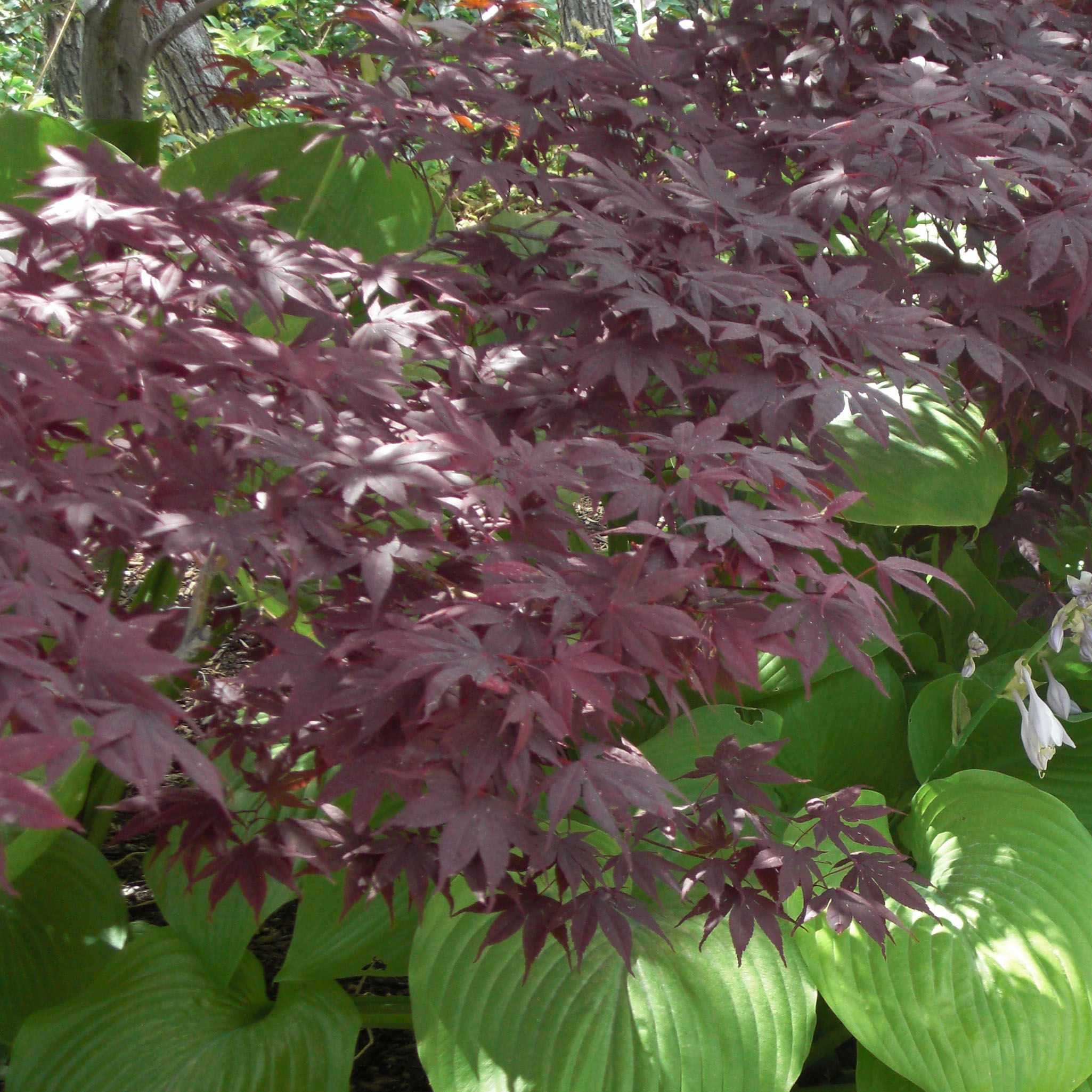 Maple, Japanese 'Bloodgood' : buy Maple, Japanese 'Bloodgood' / Acer ...