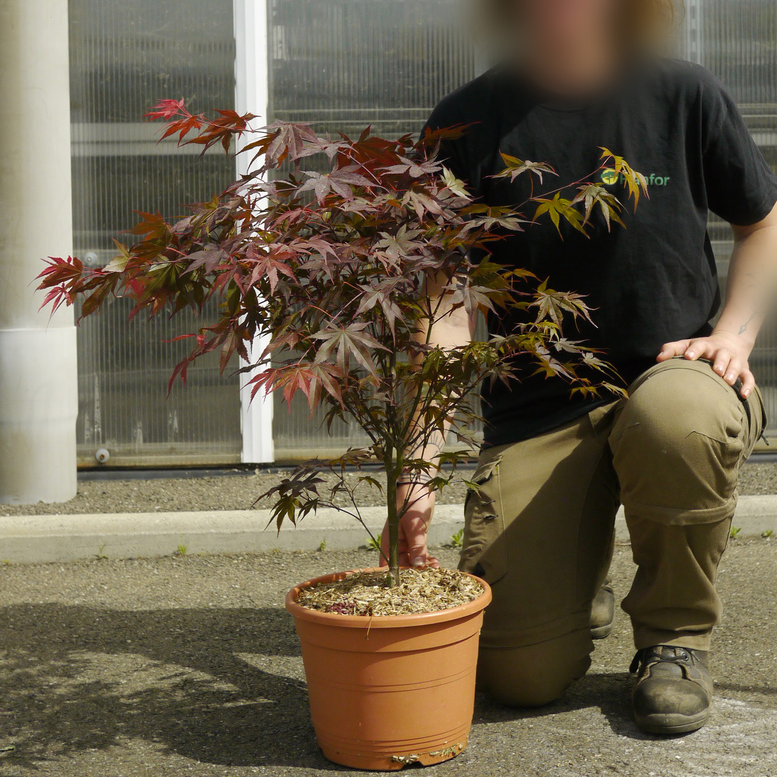 Maple, Japanese 'Bloodgood' : buy Maple, Japanese 'Bloodgood' / Acer ...
