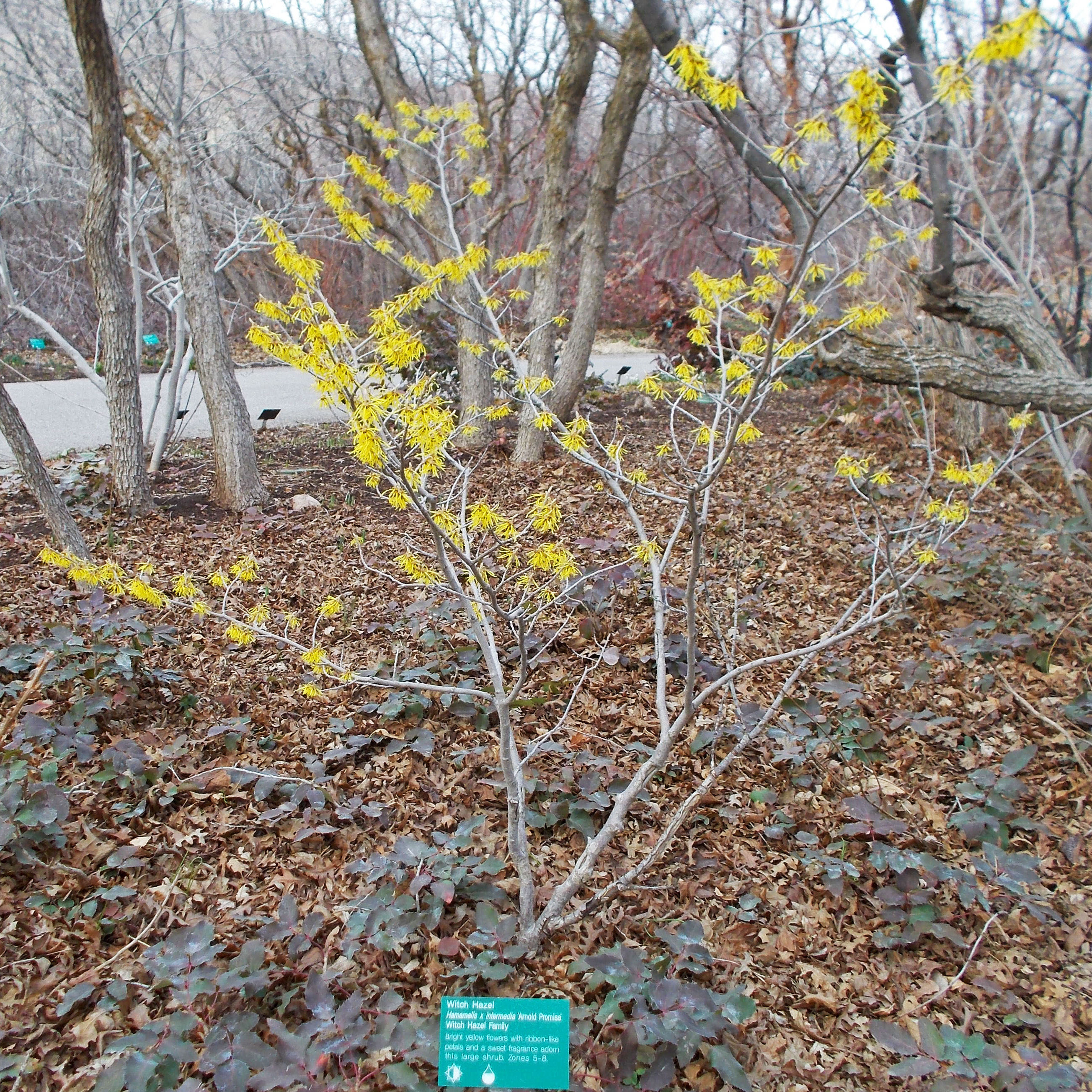 Japanese Witch Hazel 'Arnold Promise' : buy Japanese Witch Hazel 'Arnold Promise' / Hamamelis x ...