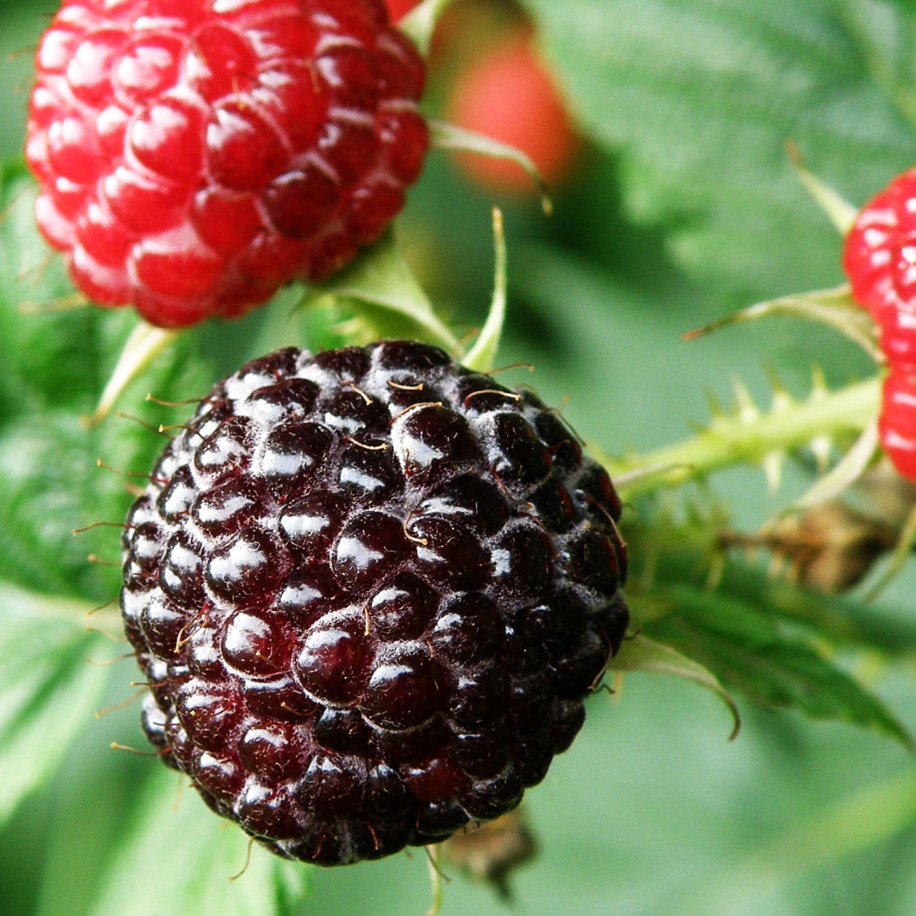 Raspberry 'Black Jewel' : buy Raspberry 'Black Jewel' / Rubus ...