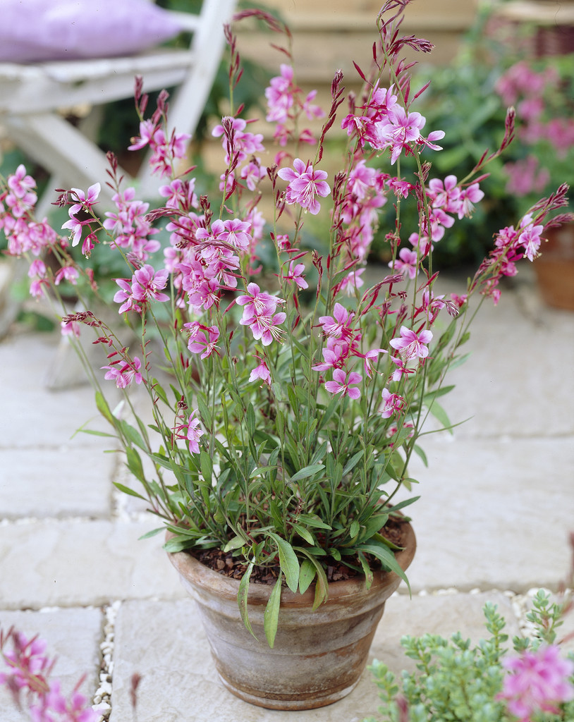 Gaura Lindheimeri Pink : buy Gaura Lindheimeri Pink / Gaura lindheimeri ...