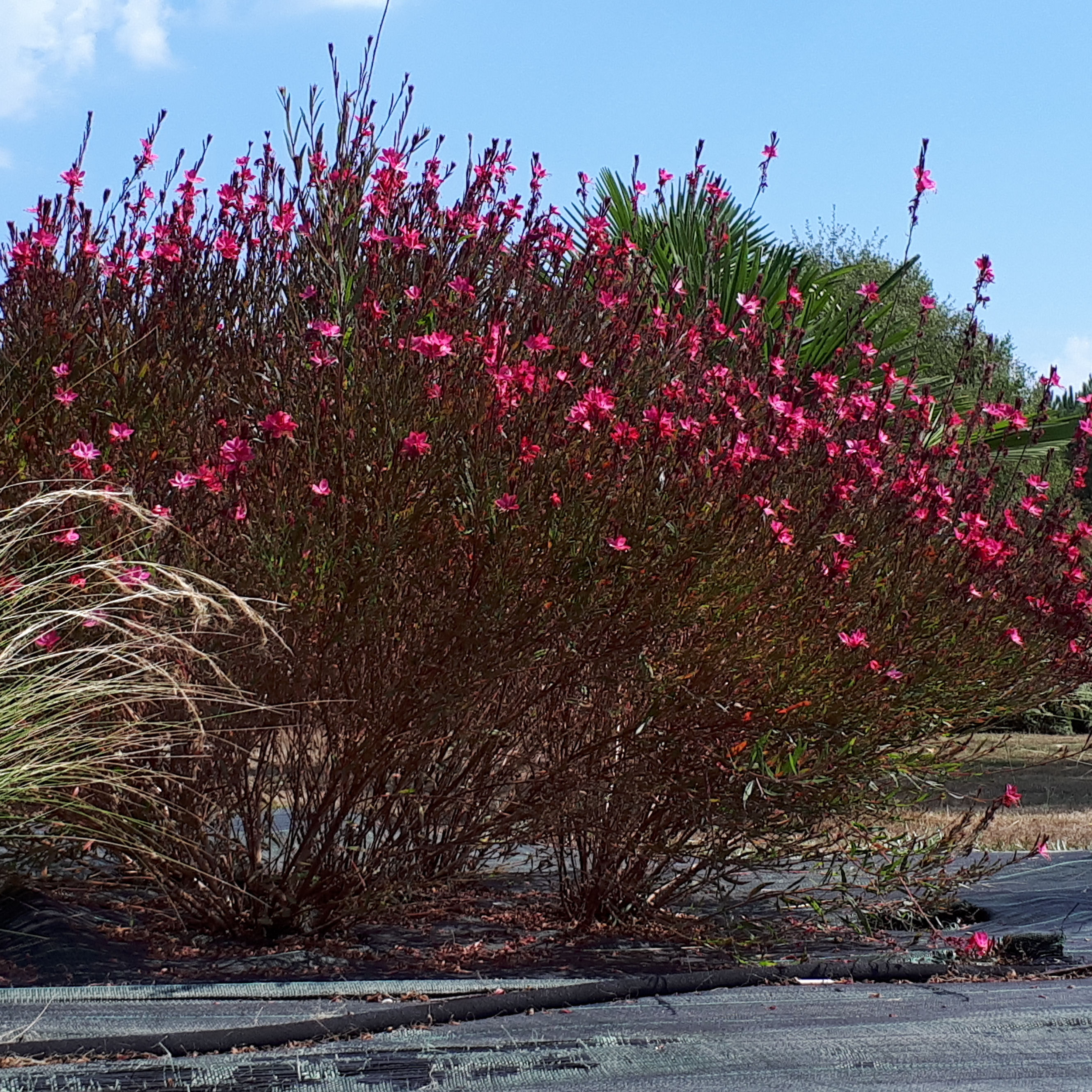 Gaura Lindheimeri Red : buy Gaura Lindheimeri Red / Gaura lindheimeri rubra