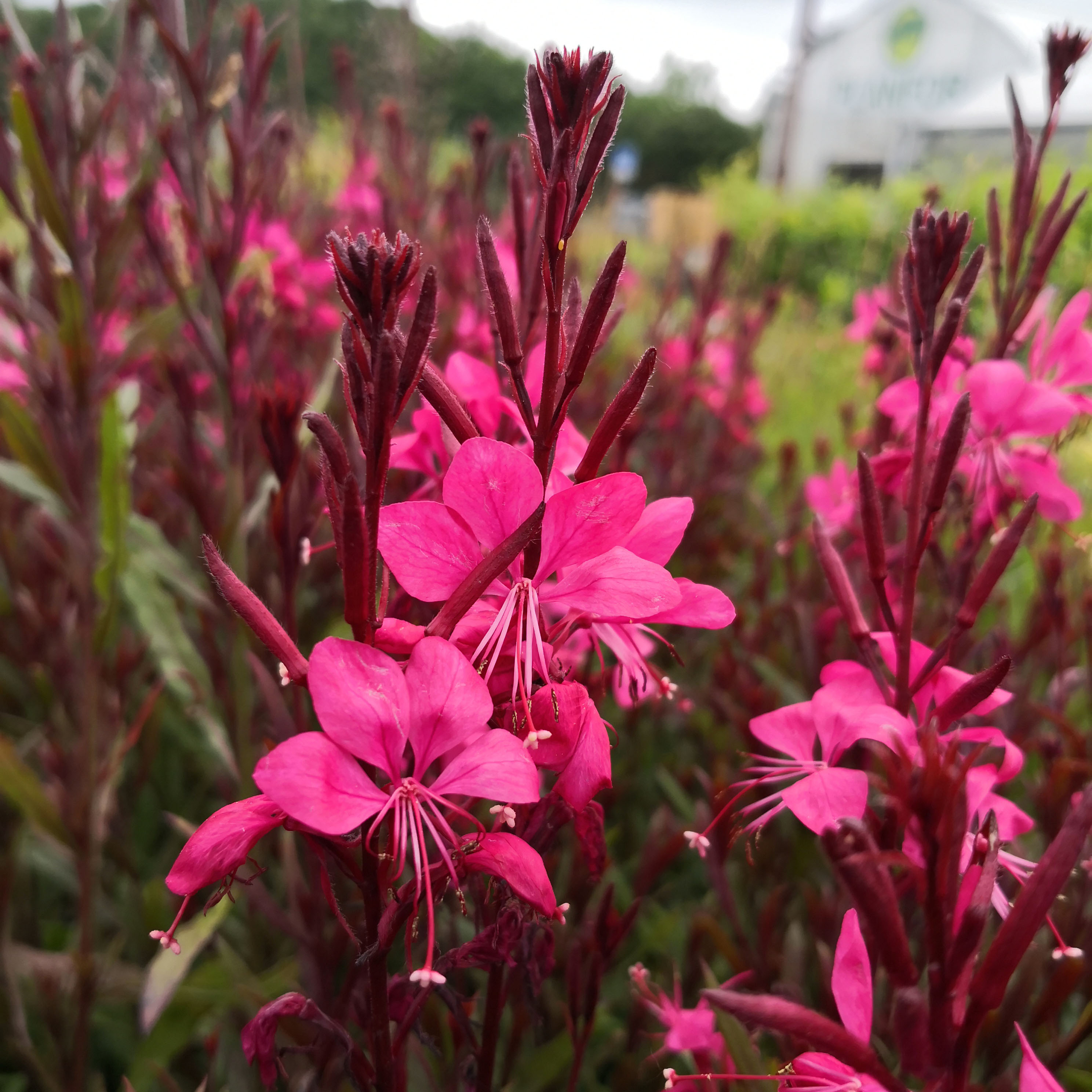 Gaura Lindheimeri Red : buy Gaura Lindheimeri Red / Gaura lindheimeri rubra
