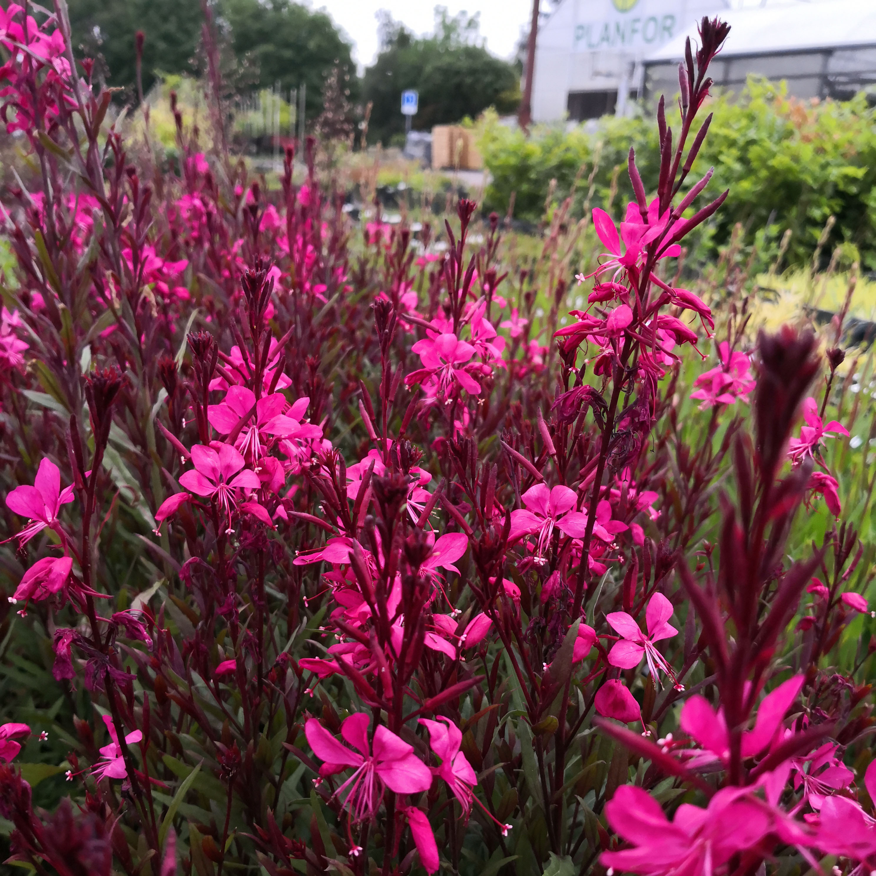 Gaura Lindheimeri Red : buy Gaura Lindheimeri Red / Gaura lindheimeri rubra