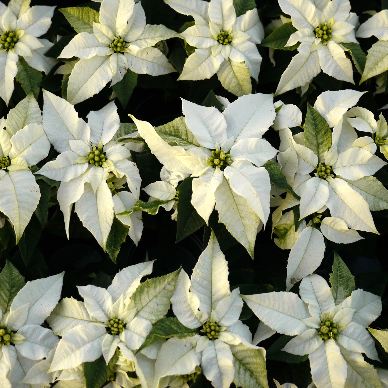 White Christmas Flowers