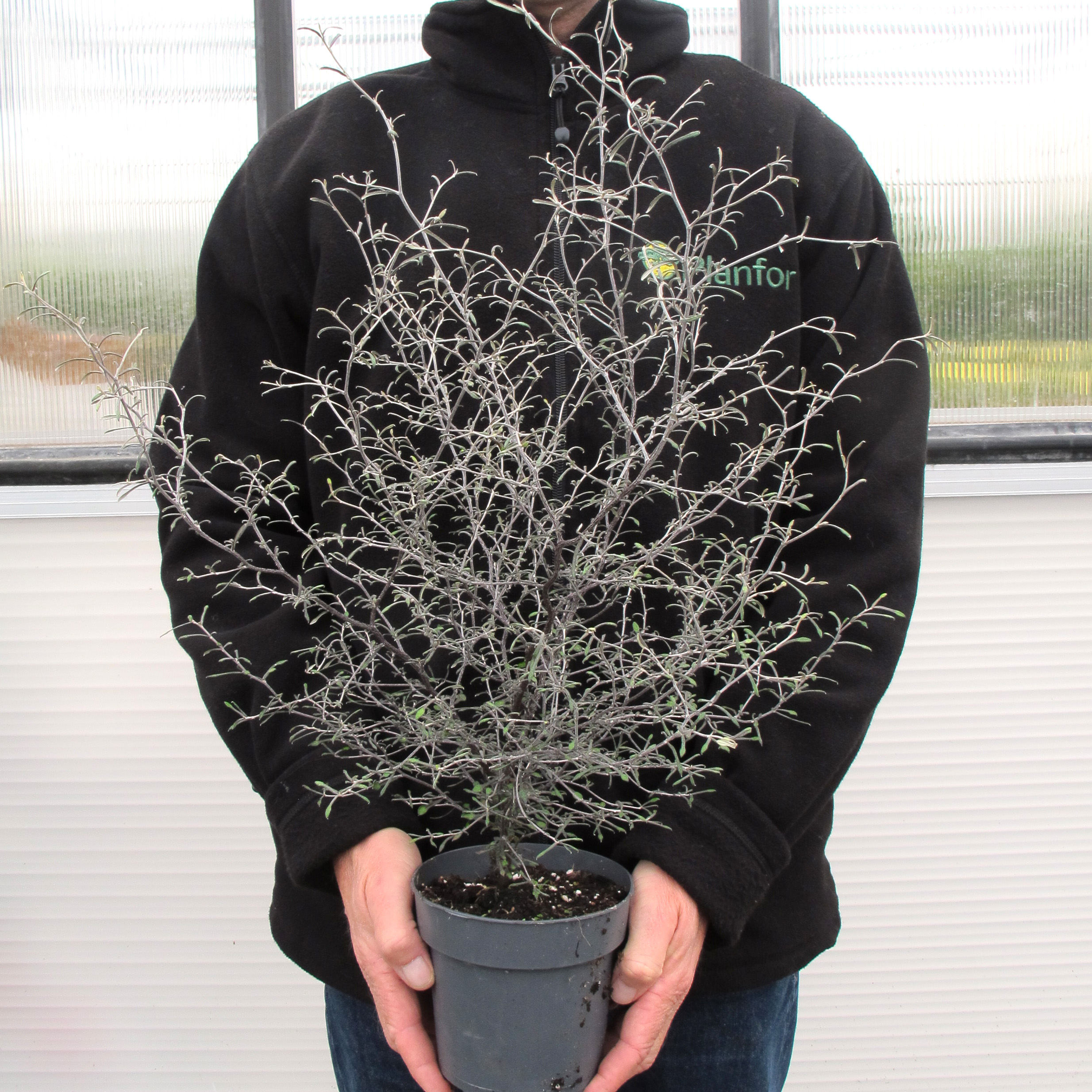 New Zealand wire-netting bush, Korokio : buy New Zealand wire-netting ...