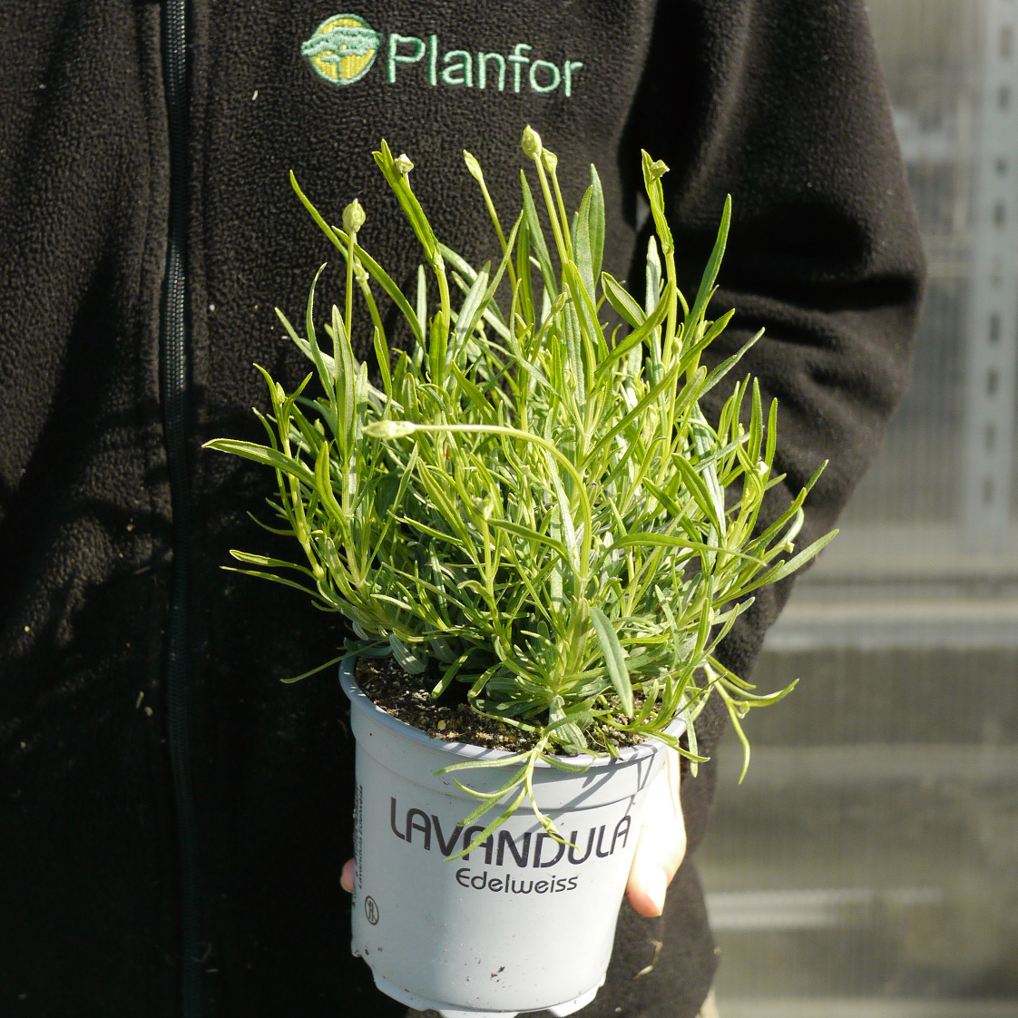 Lavender White : buy Lavender White / Lavandula angustifolia Alba