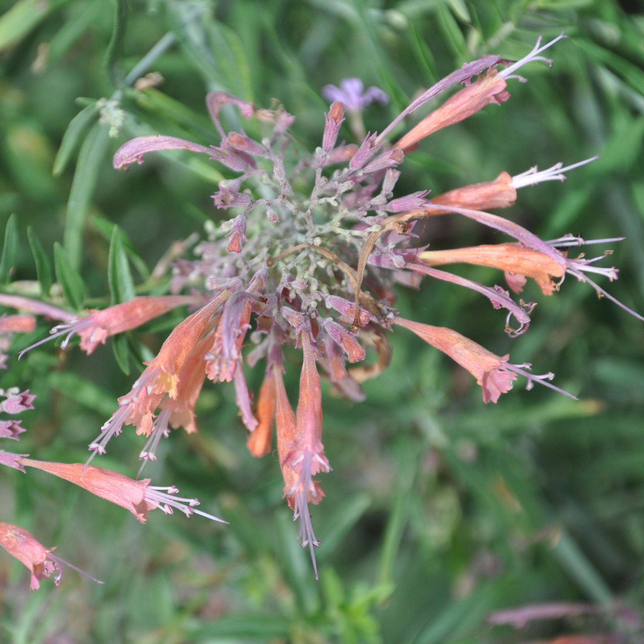 Hyssop, Threadleaf Giant : buy Hyssop, Threadleaf Giant / Agastache ...