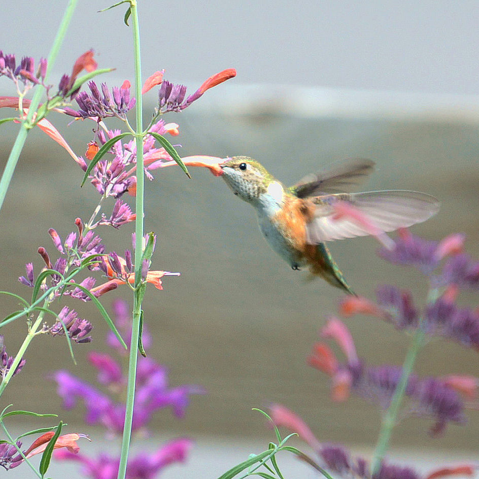 Hyssop, Threadleaf Giant : buy Hyssop, Threadleaf Giant / Agastache ...