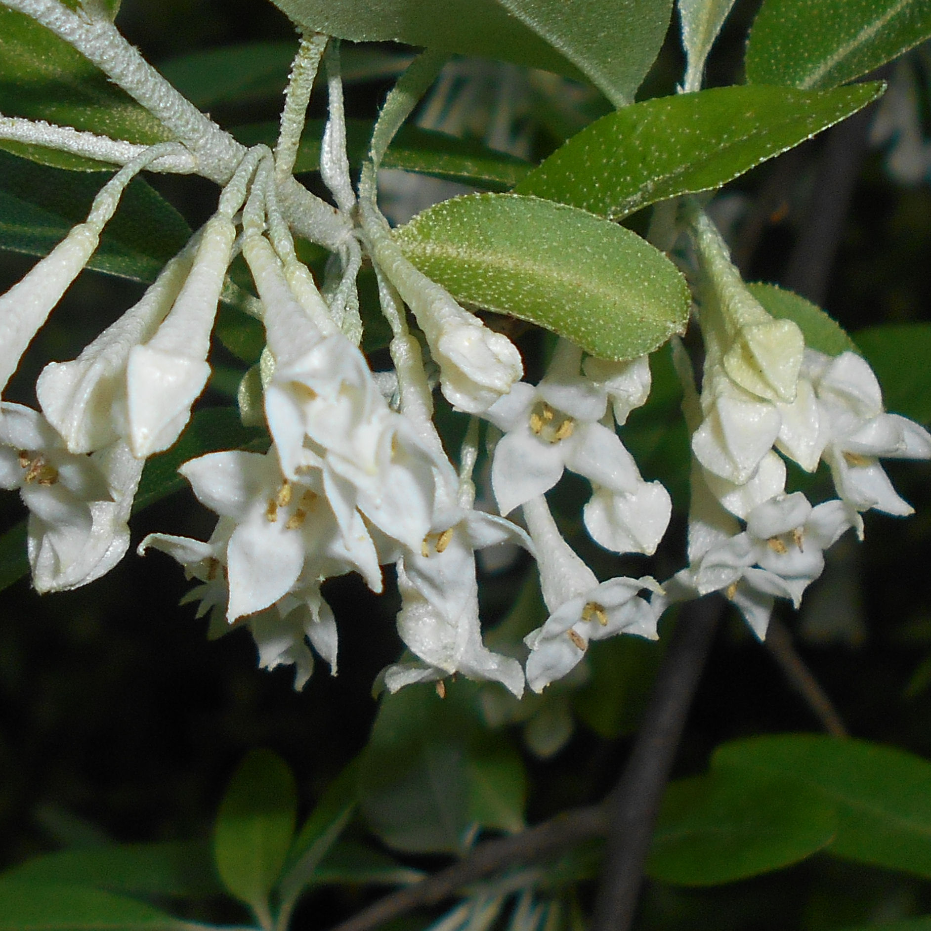 Goumi, Cherry Silverberry : buy Goumi, Cherry Silverberry / Elaeagnus ...