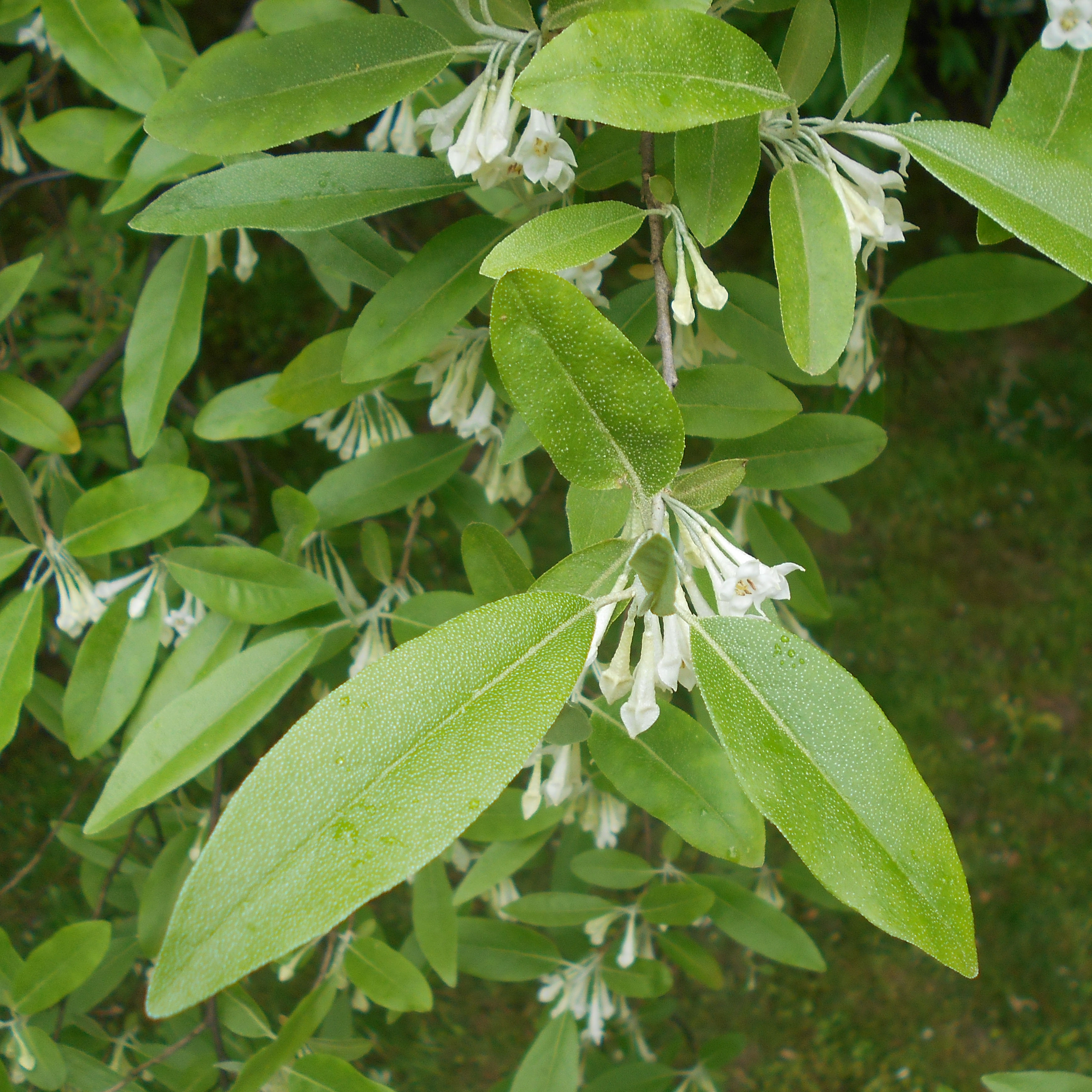 Goumi, Cherry Silverberry : buy Goumi, Cherry Silverberry / Elaeagnus ...