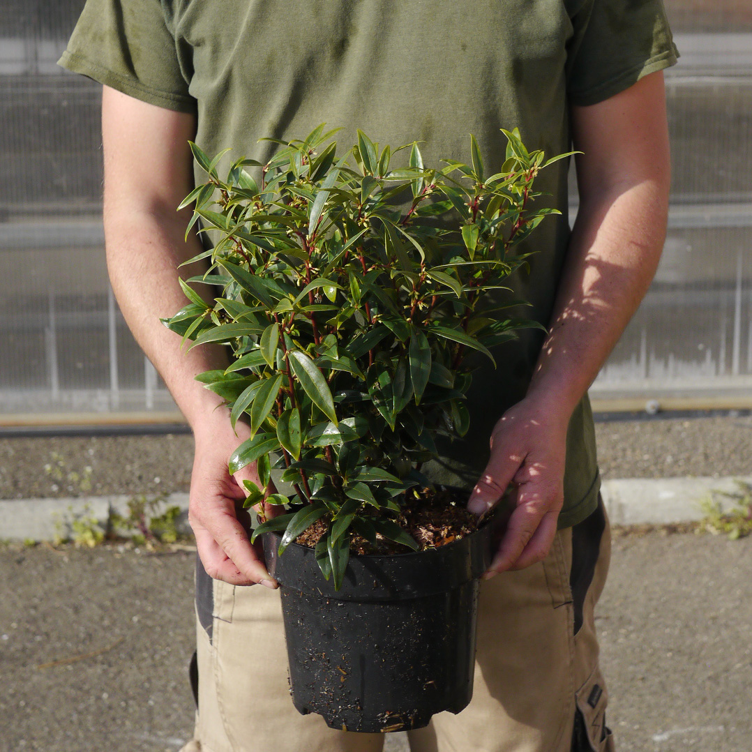 Sweet Box, Sarcococca : buy Sweet Box, Sarcococca / Sarcococca hookeriana