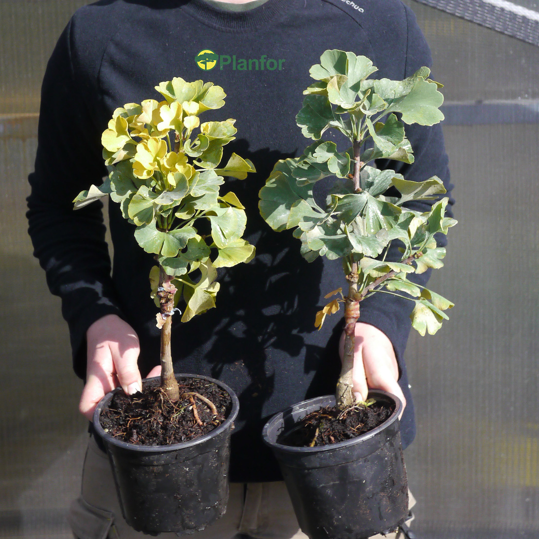 Ginkgo, Dwarf 'Mariken' : buy Ginkgo, Dwarf 'Mariken' / Ginkgo biloba ...