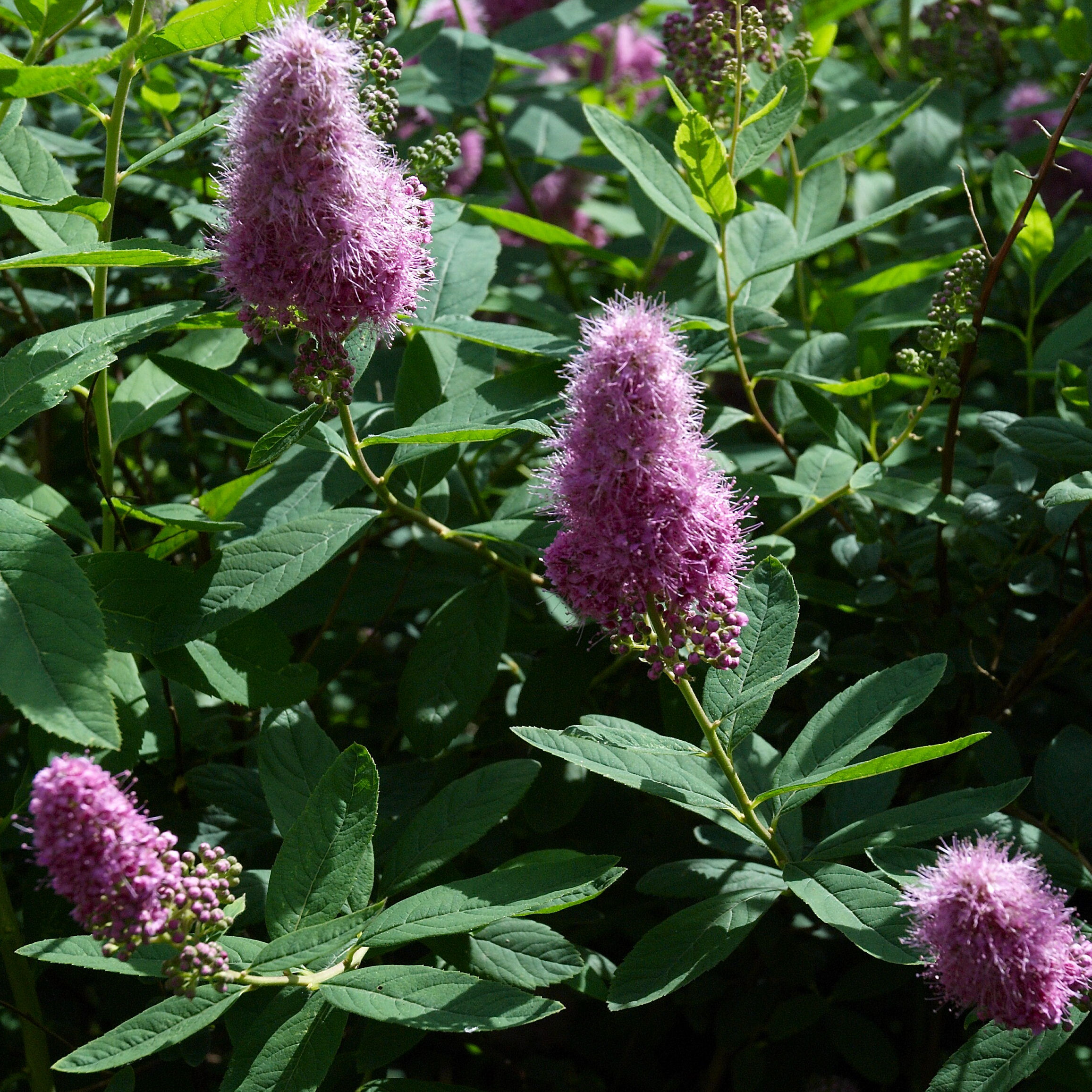 Spirea, Pink : buy Spirea, Pink / Spiraea x Billardii