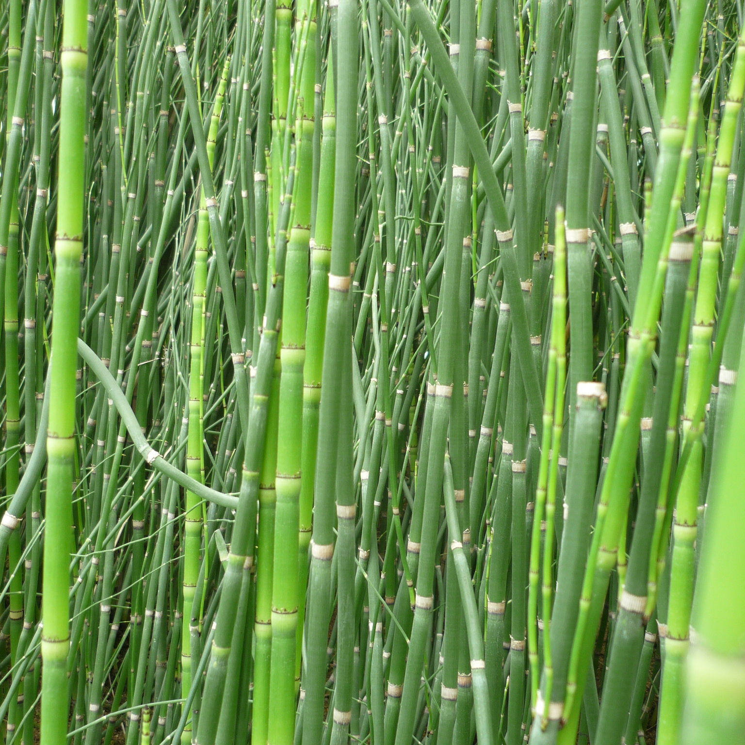 Rough Horsetail, Common Horsetail, Scouring Rush : buy Rough Horsetail ...