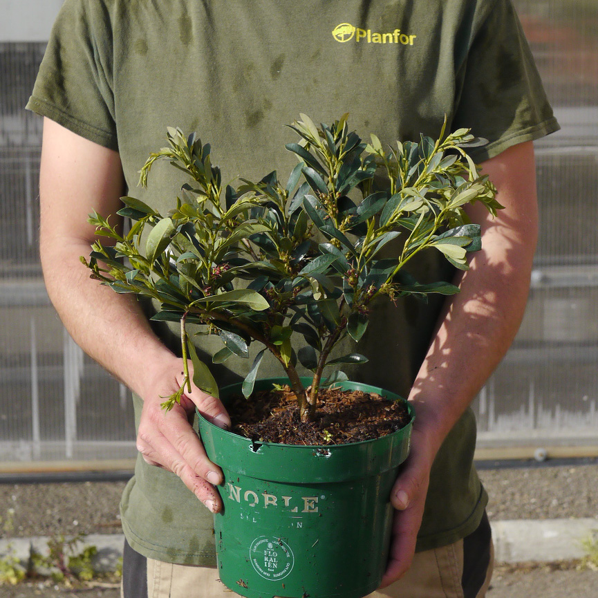 Distylium 'Blue Cascade' : buy Distylium 'Blue Cascade' / Distylium ...