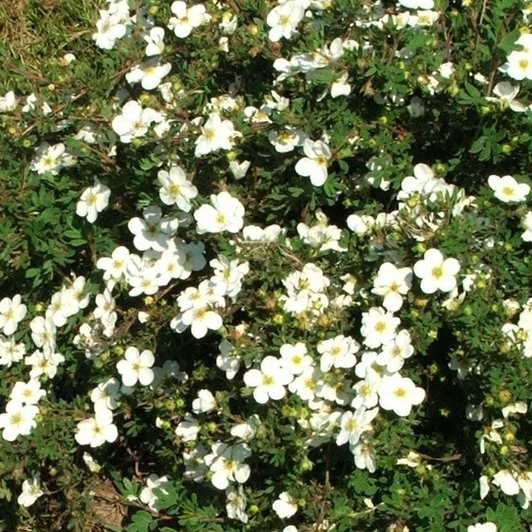 Potentilla, White : buy Potentilla, White / Potentilla fruticosa alba