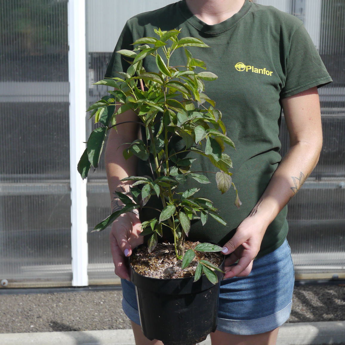 Common Bladdernut, Anthony nut : buy Common Bladdernut, Anthony nut ...