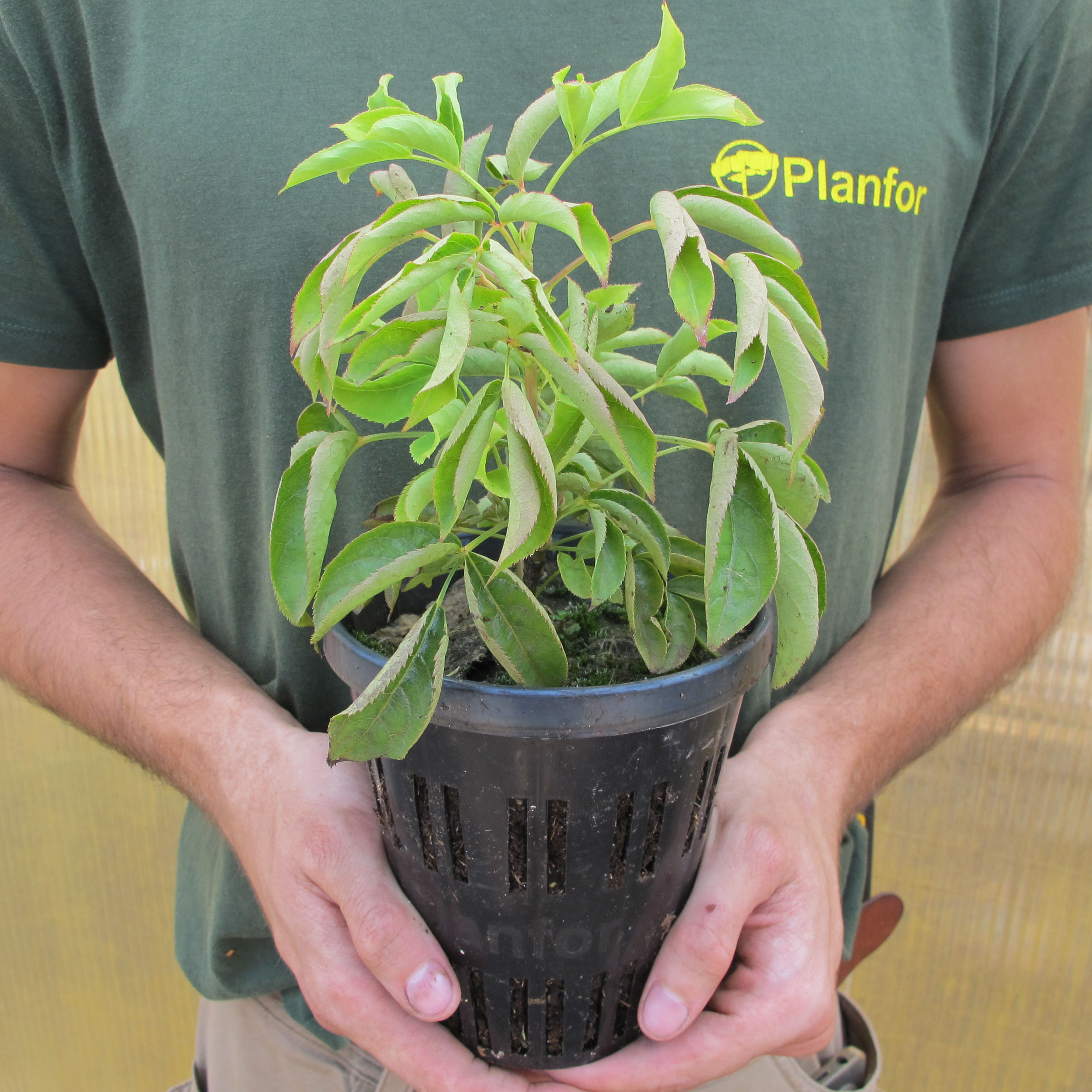 Common Bladdernut, Anthony nut : buy Common Bladdernut, Anthony nut ...