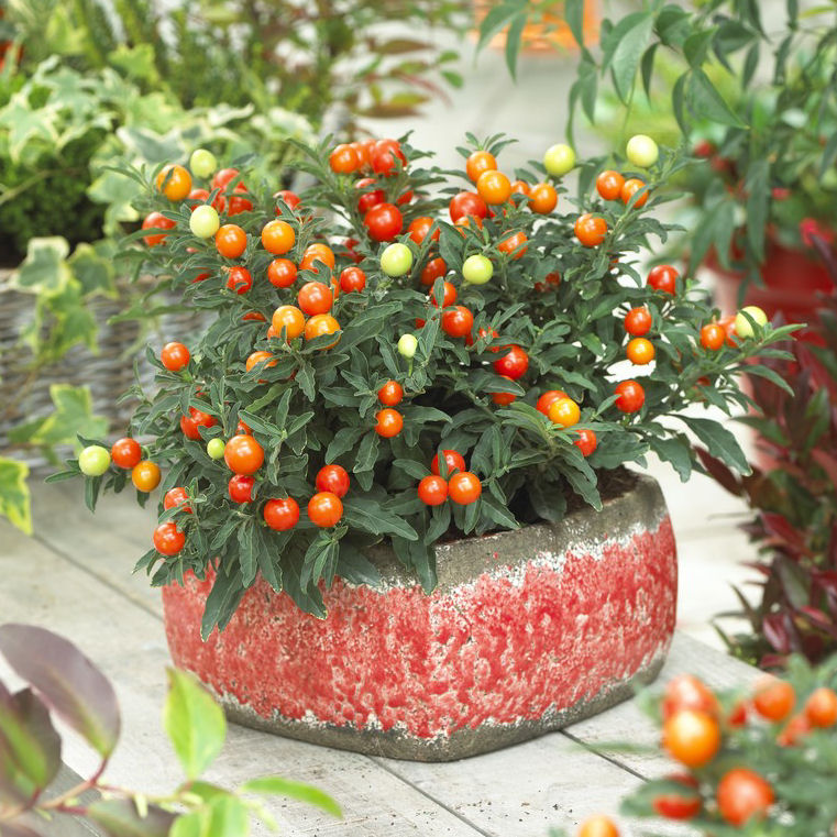 Jerusalem Cherry, Christmas Cherry : buy Jerusalem Cherry, Christmas ...