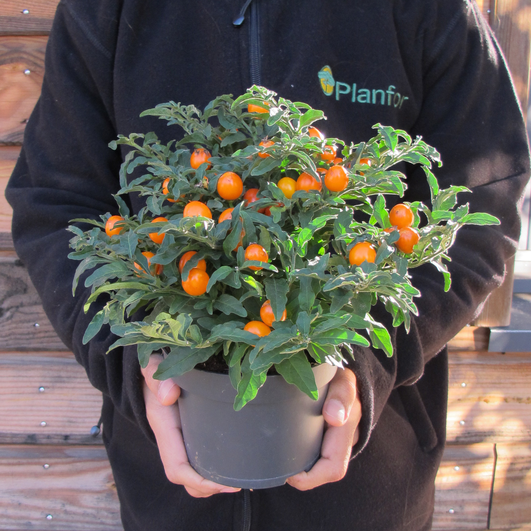 Jerusalem Cherry, Christmas Cherry : buy Jerusalem Cherry, Christmas ...