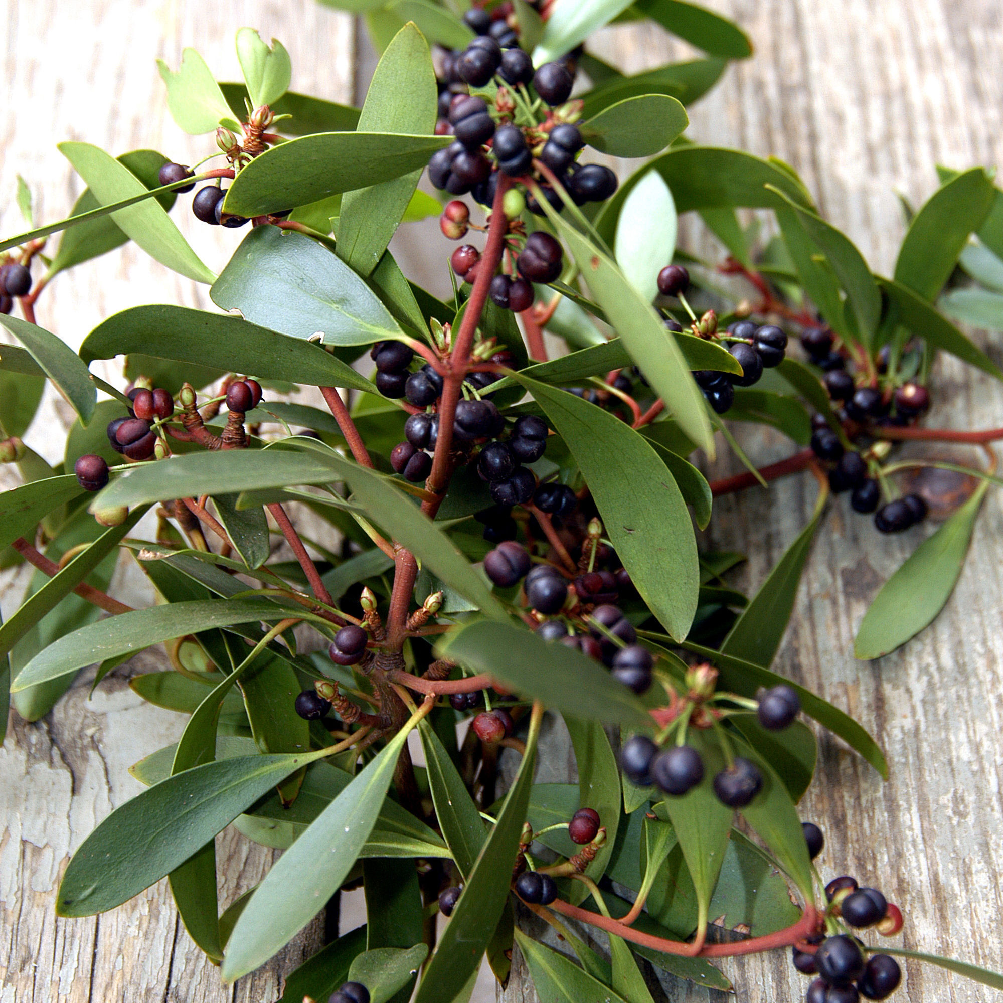 Pepper, Mountain : buy Pepper, Mountain / Tasmannia lanceolata, Drimys ...