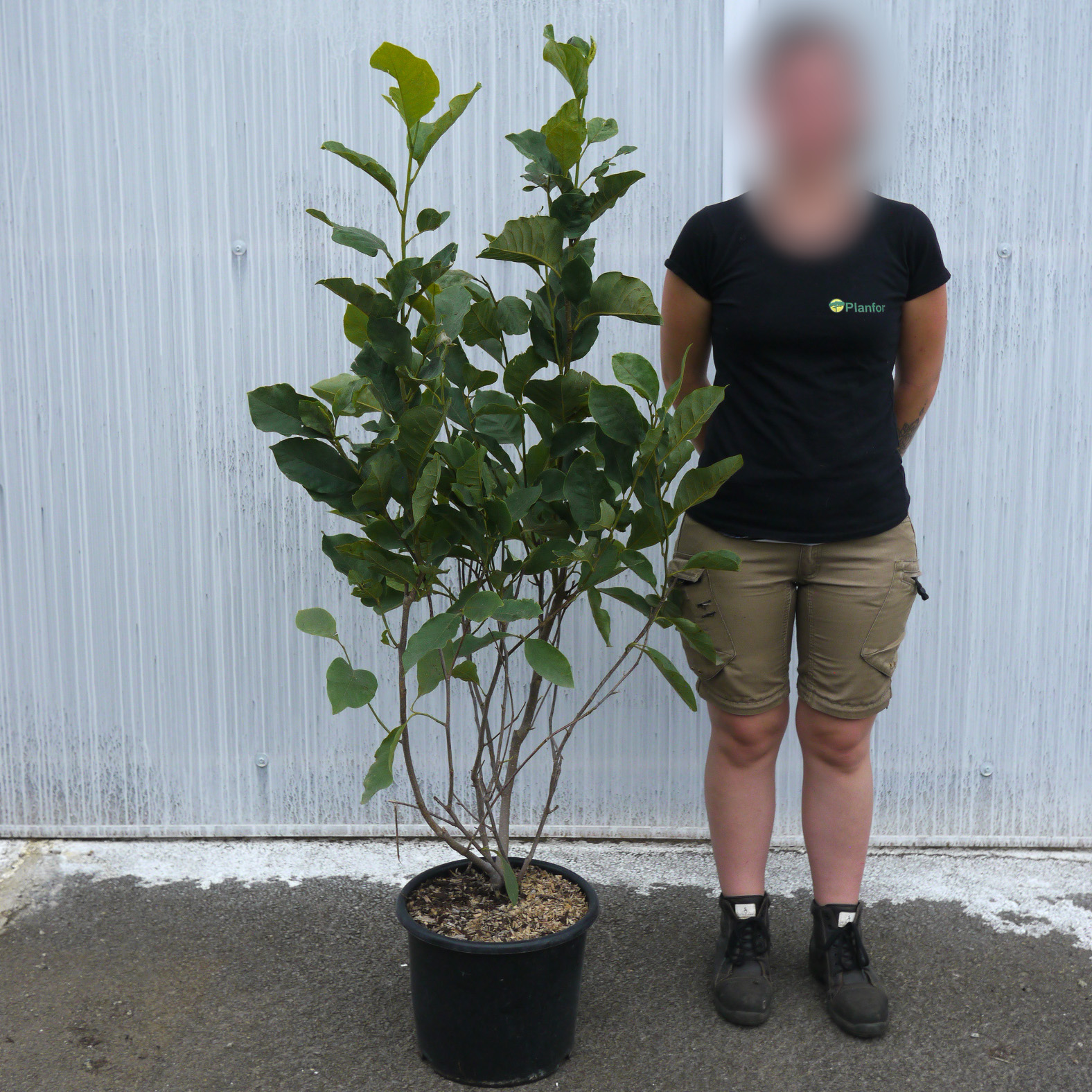 Magnolia, saucer 'Rustica Rubra' : buy Magnolia, saucer 'Rustica Rubra ...