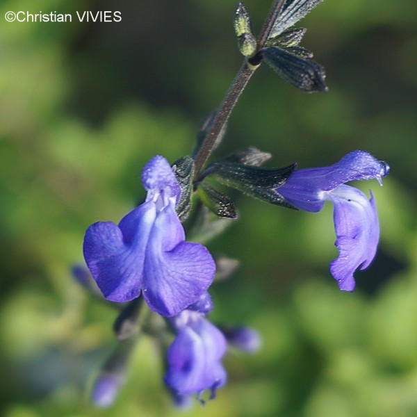 Sage, Blue : buy Sage, Blue / Salvia microphylla caerulus