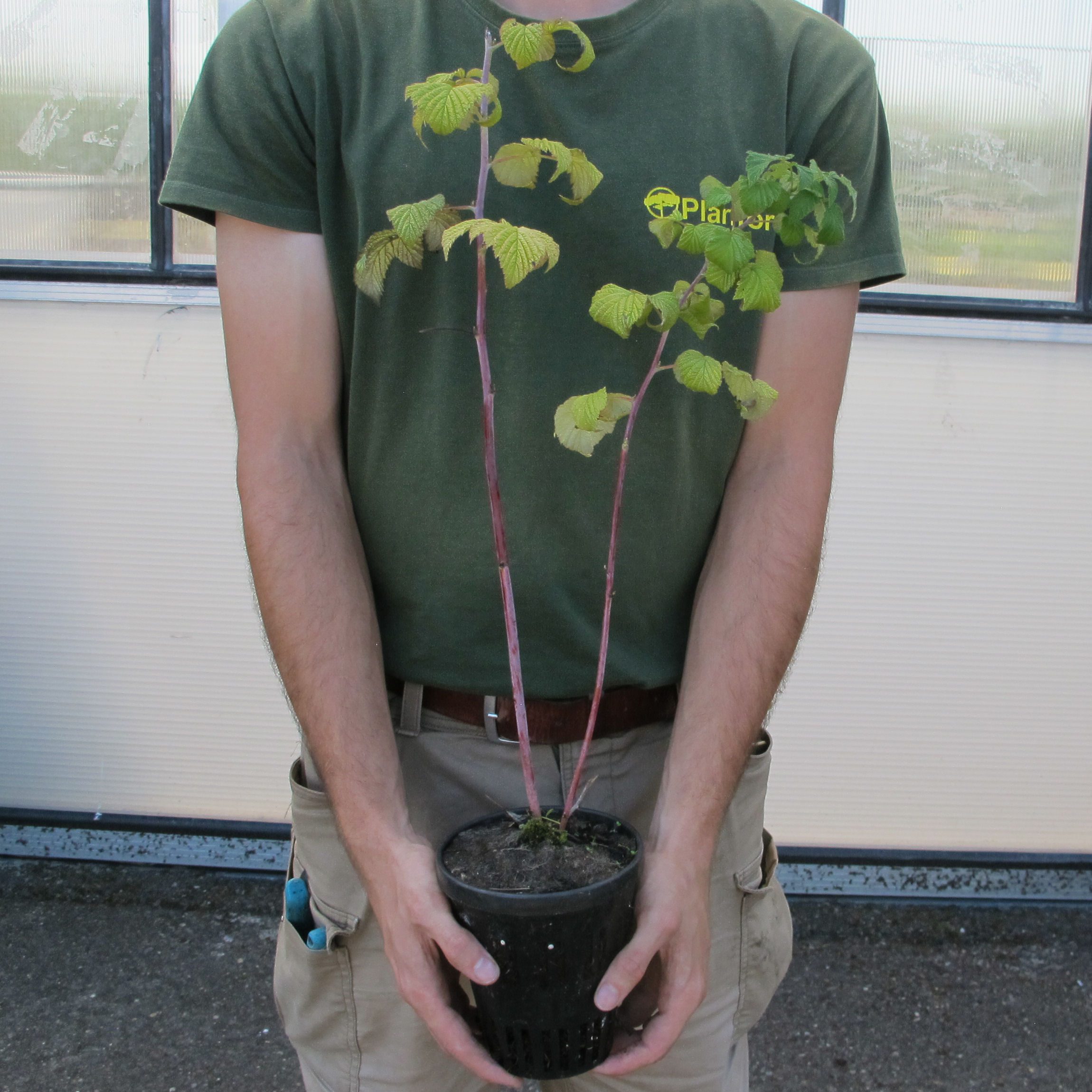 Raspberry 'Glen Coe' non everbearing : buy Raspberry 'Glen Coe' non ...