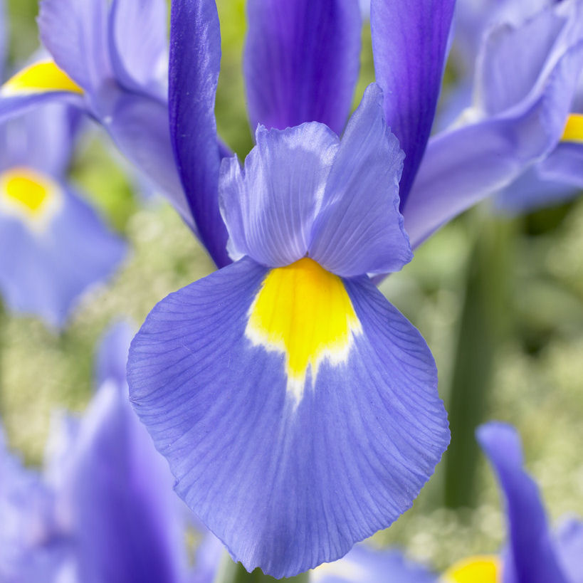 Japanese water Iris, Blue : buy Japanese water Iris, Blue / Iris ensata ...