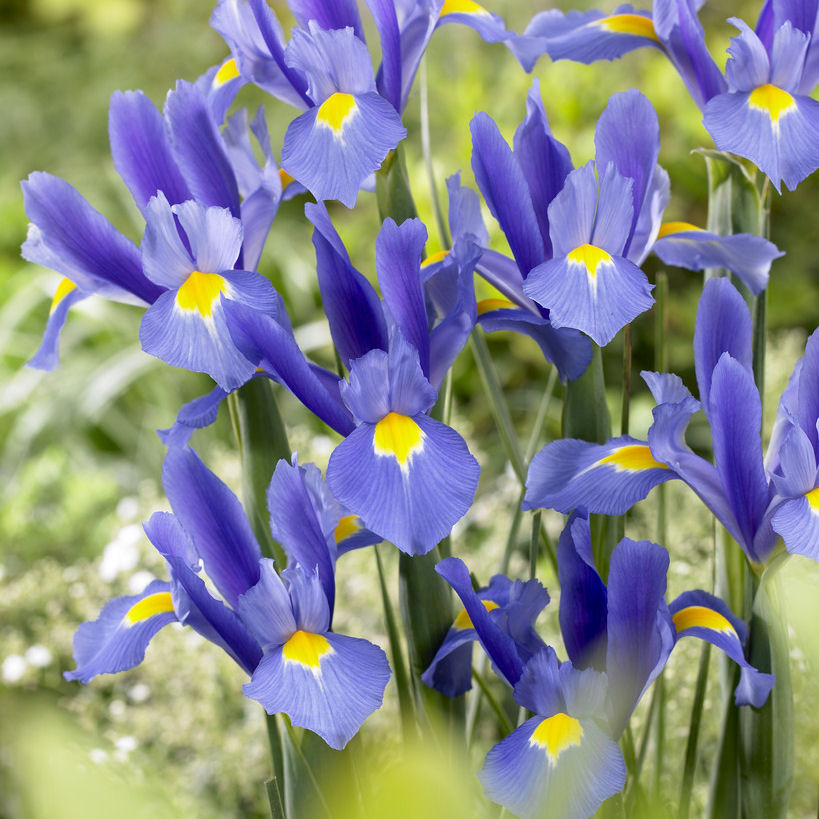 Japanese water Iris, Blue : buy Japanese water Iris, Blue / Iris ensata ...