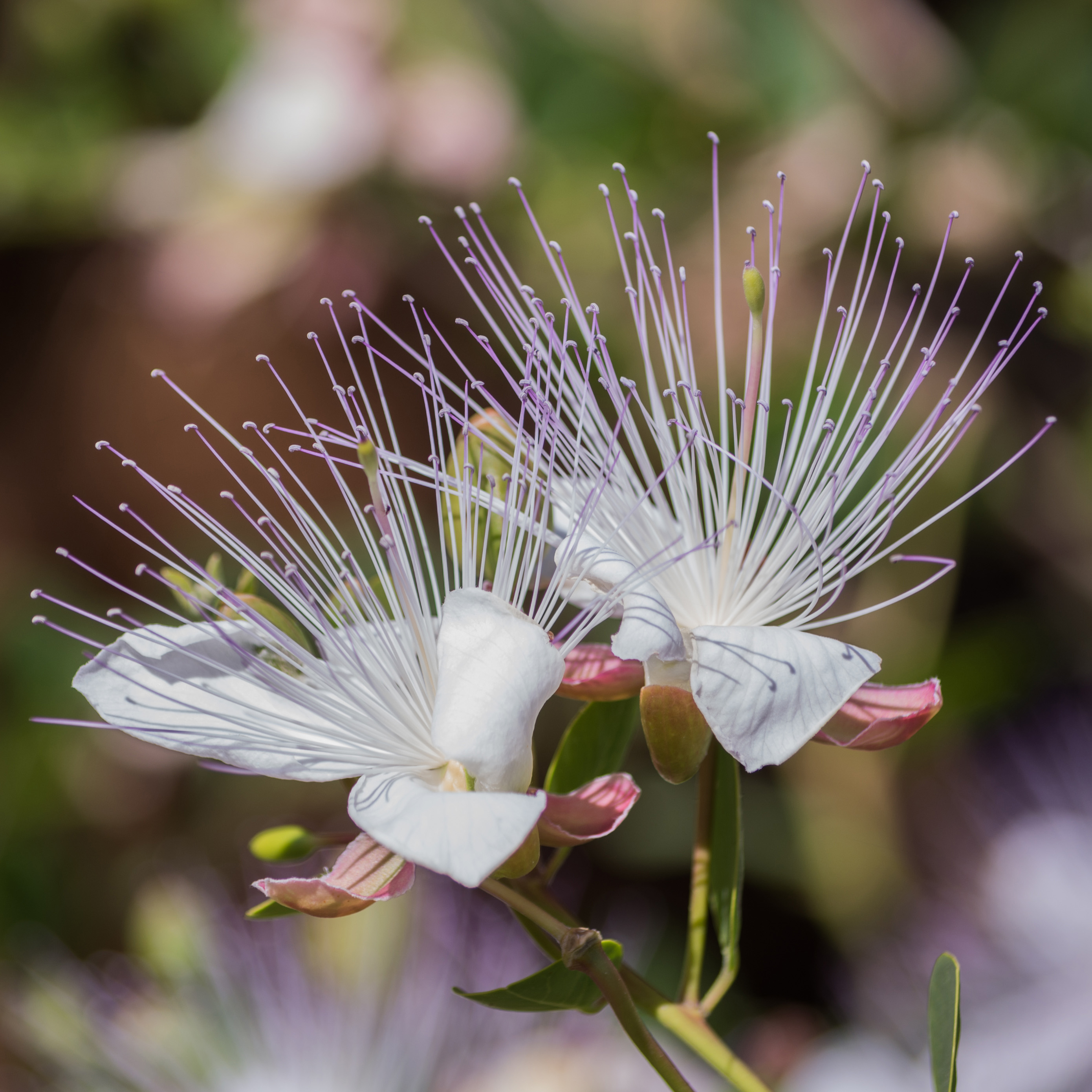 Caper bush : buy Caper bush / Capparis spinosa