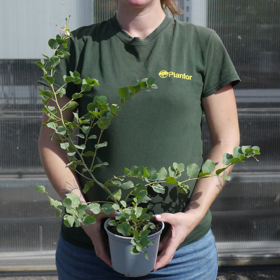 Caper bush : buy Caper bush / Capparis spinosa