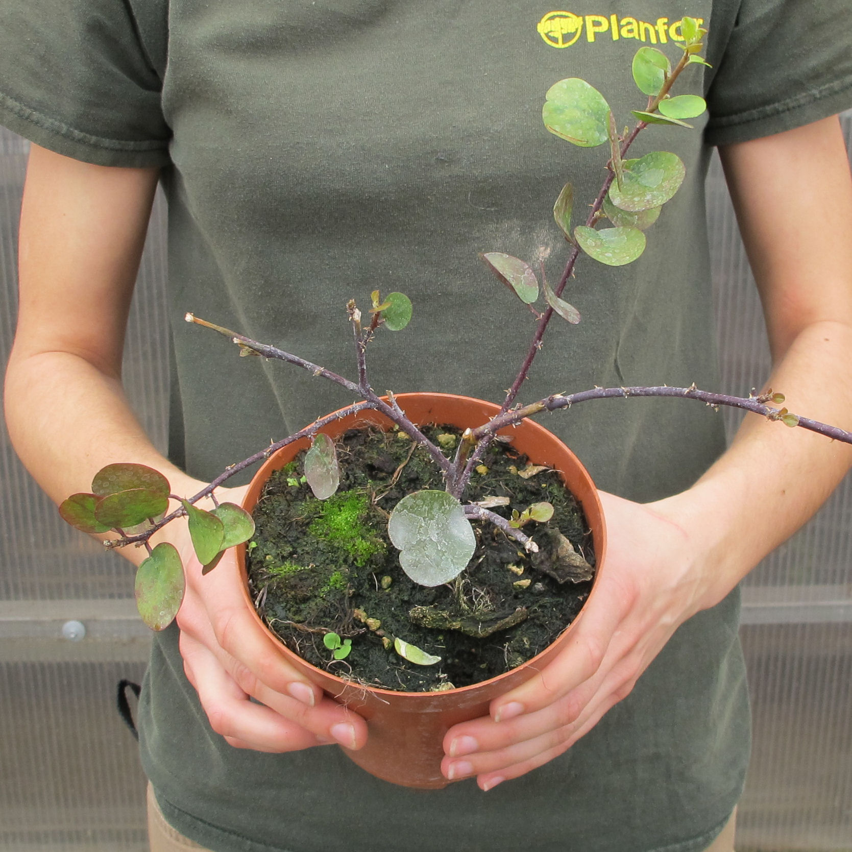 Caper bush : buy Caper bush / Capparis spinosa