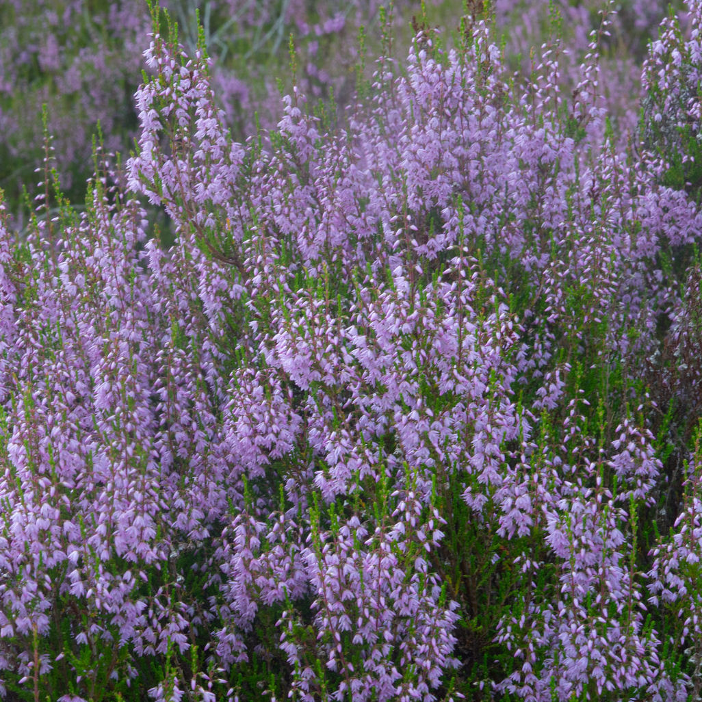 Heather, Purple : buy Heather, Purple / Calluna vulgaris malva