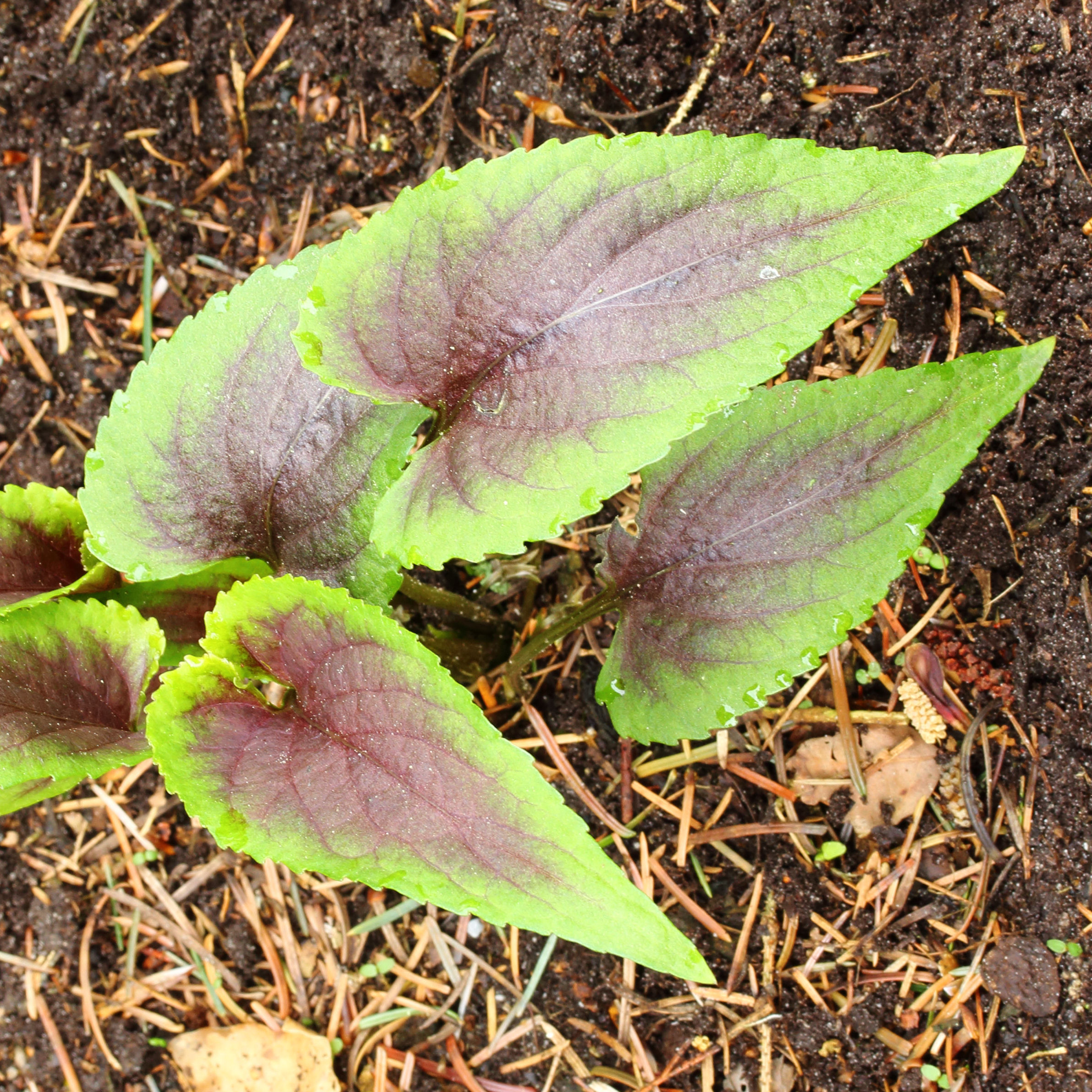 Violet, Heartthrob : buy Violet, Heartthrob / Viola Heartthrob