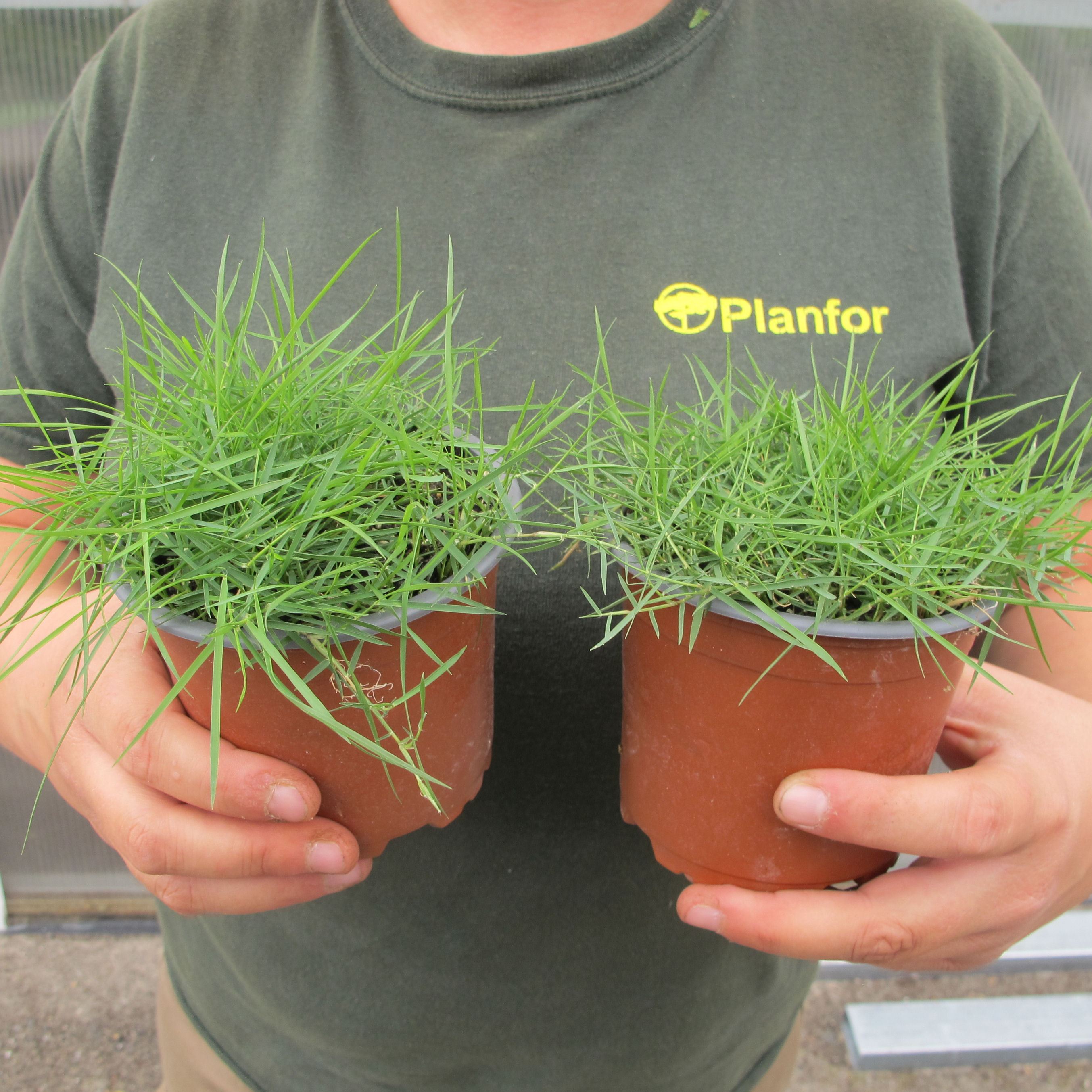 Korean Velvet Grass, Zoysia : buy Korean Velvet Grass, Zoysia / Zoysia ...