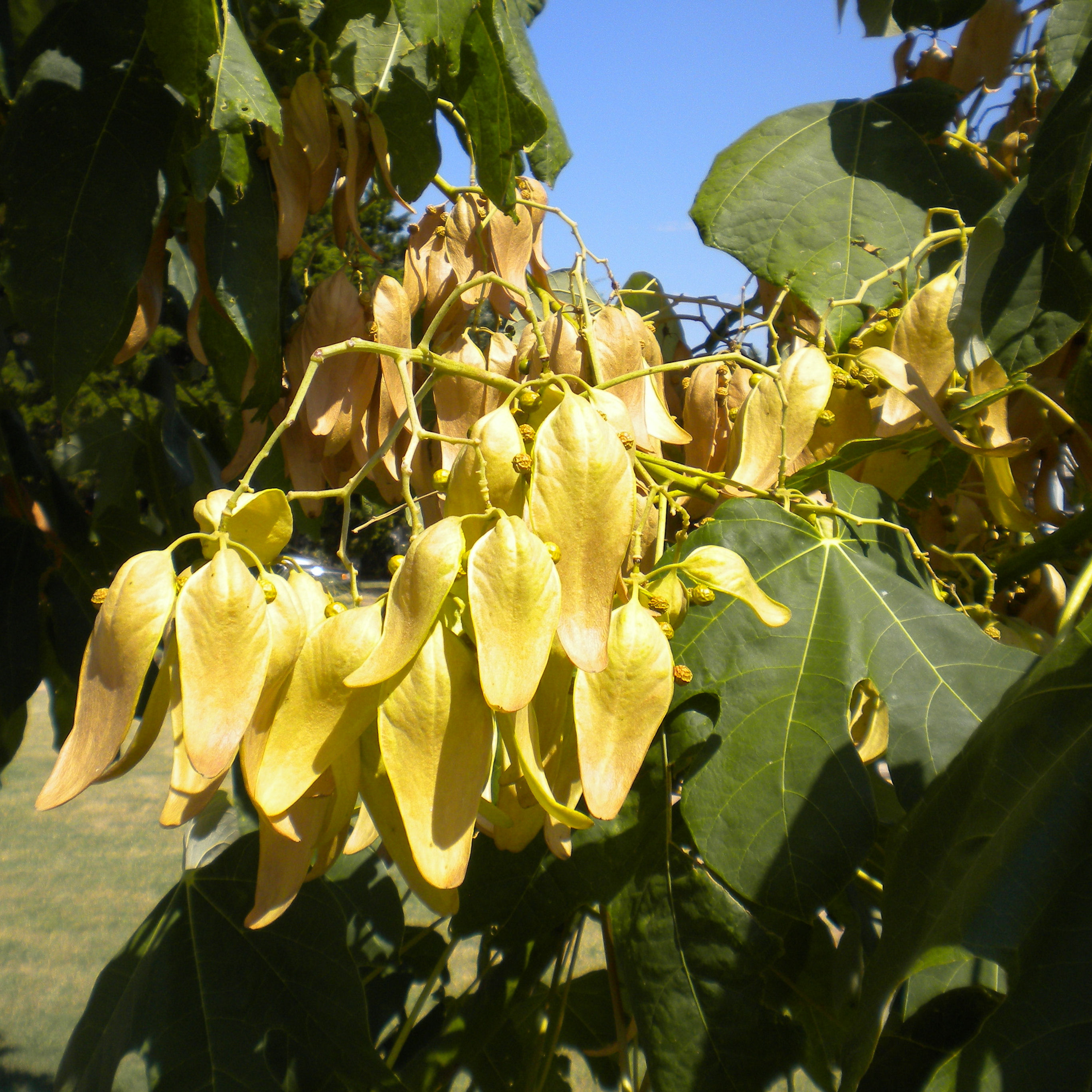 Chinese Parasol Tree : buy Chinese Parasol Tree / Firmiana simplex