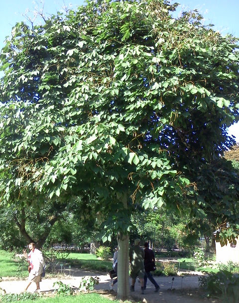 Chinese Parasol Tree : buy Chinese Parasol Tree / Firmiana simplex