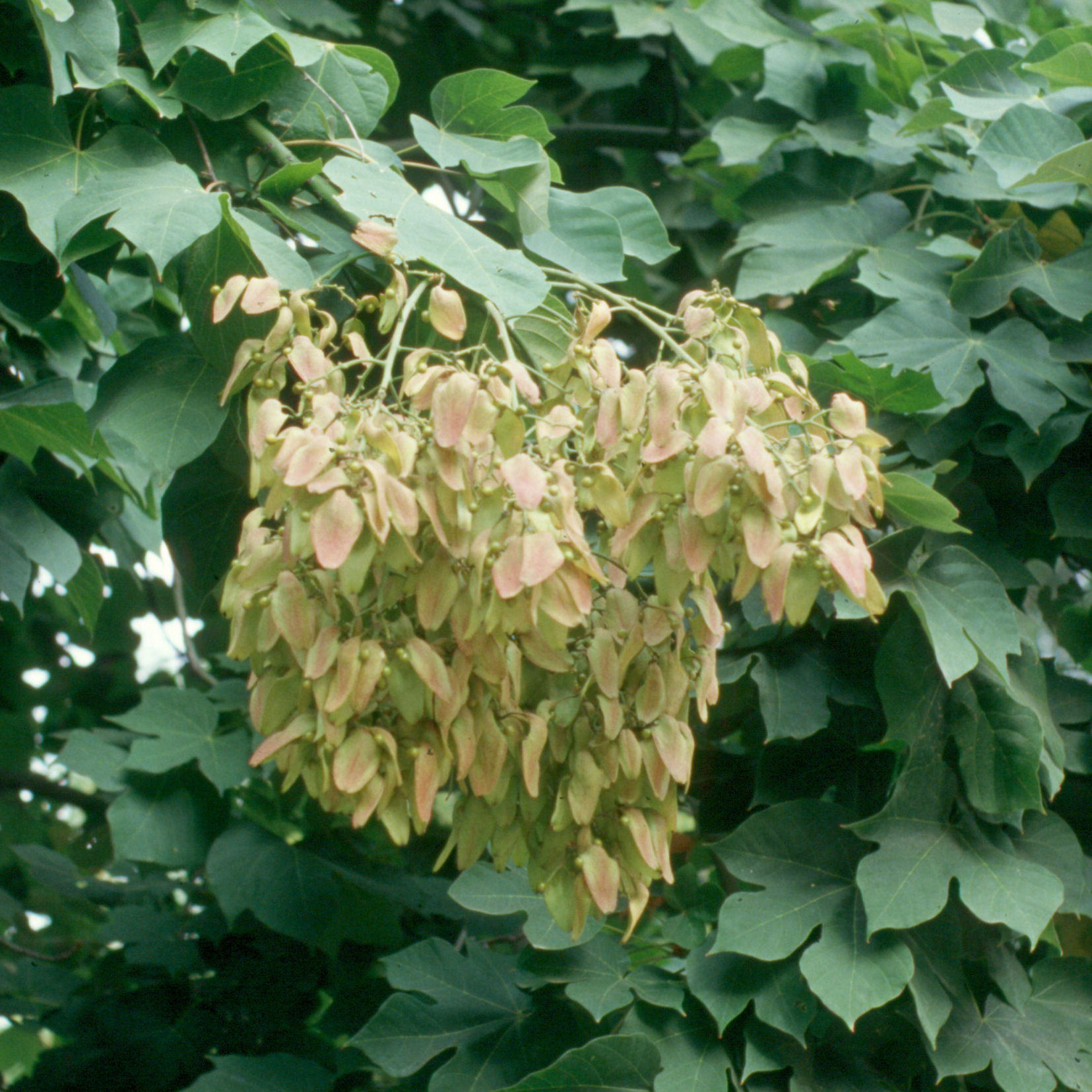 Chinese Parasol Tree : buy Chinese Parasol Tree / Firmiana simplex