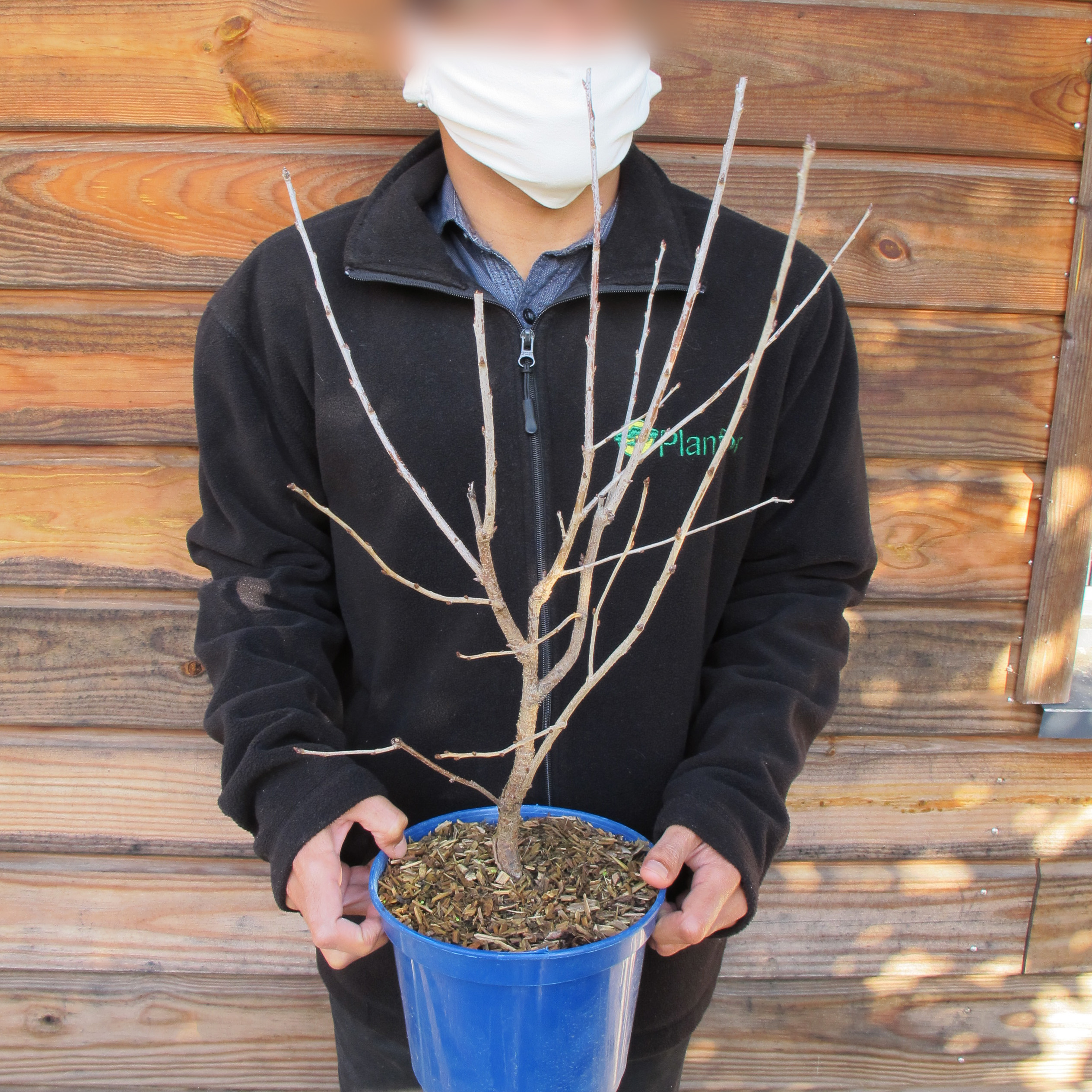 Cherry tree, Self-fertile Dwarf 'Cherry Baby' : buy Cherry tree, Self ...