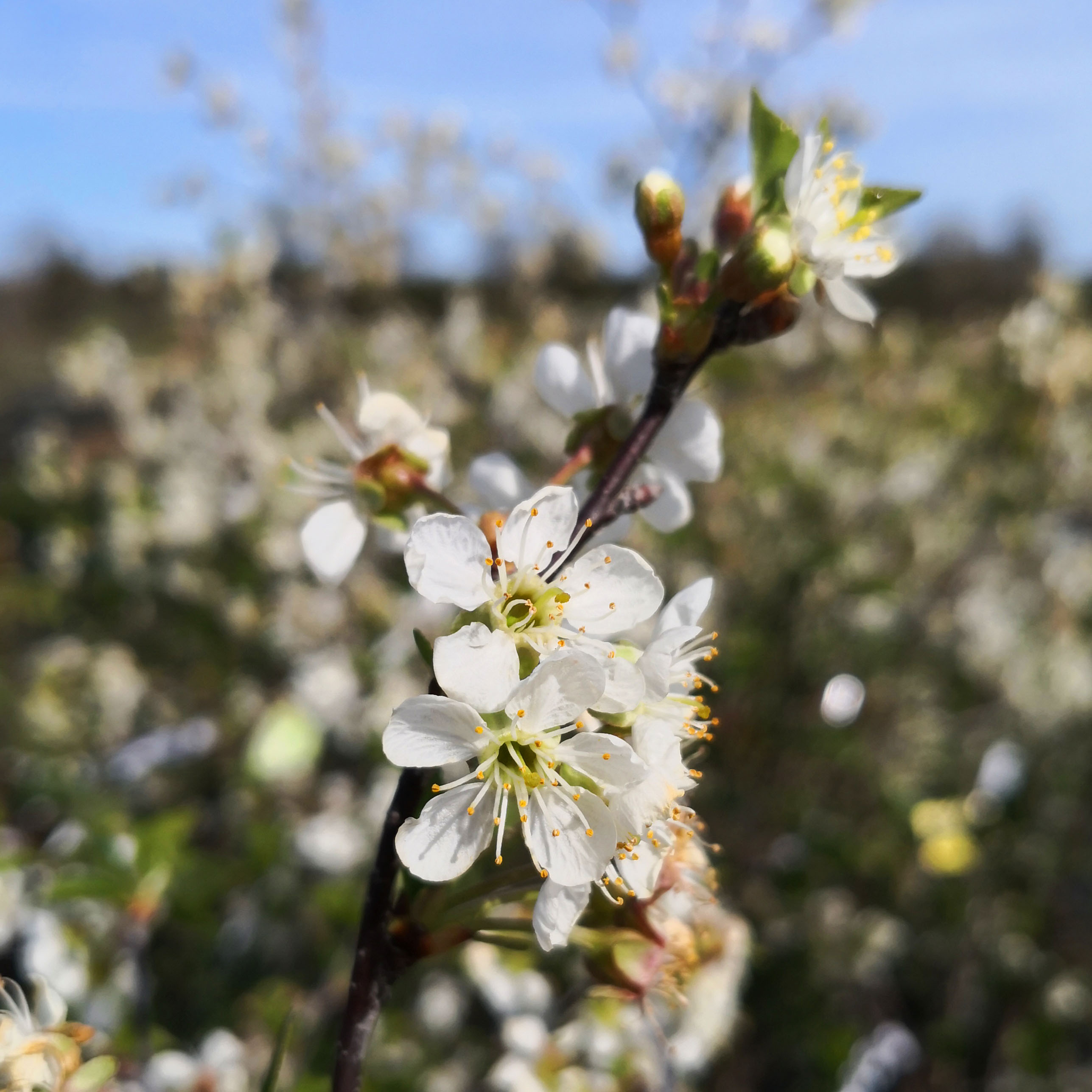 Cherry tree, Self-fertile Dwarf 'Cherry Baby' : buy Cherry tree, Self ...
