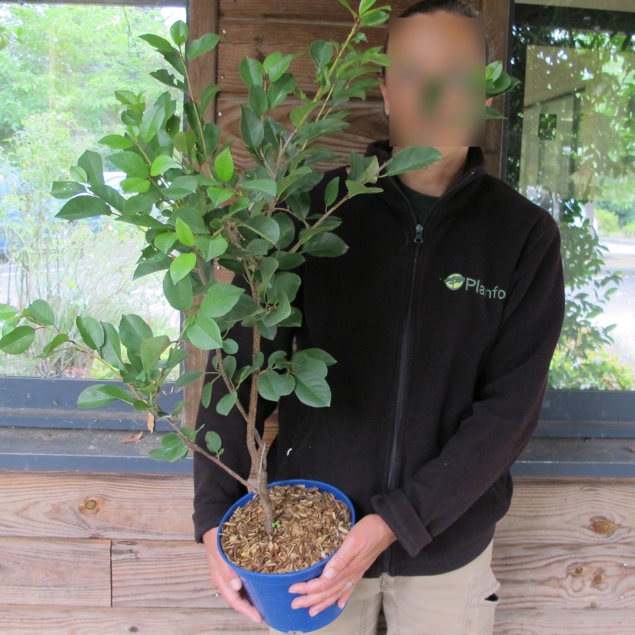 Cherry tree, Self-fertile Dwarf 'Cherry Baby' : buy Cherry tree, Self ...