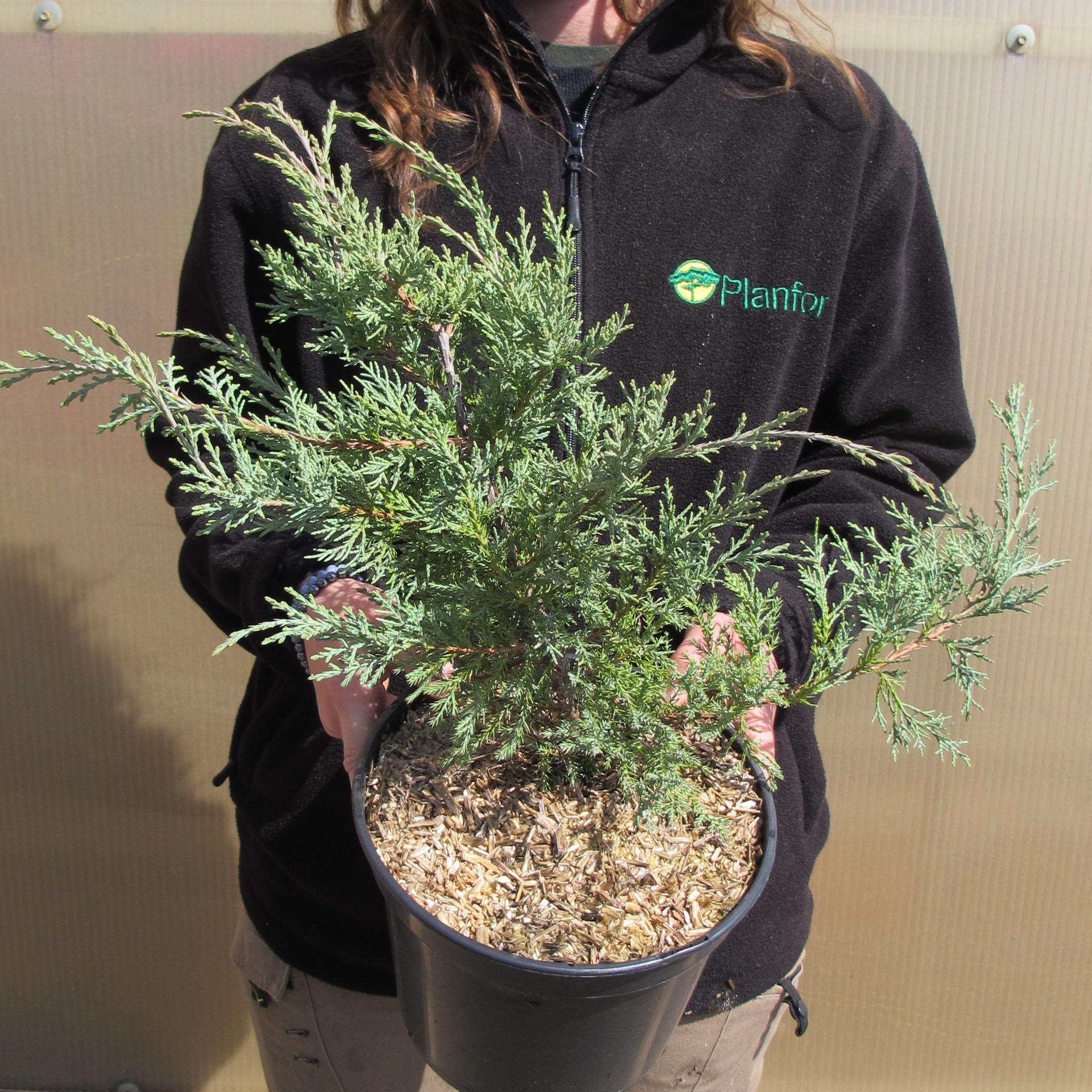 Chinese Hybrid Juniper 'Pfitzeriana Glauca' : buy Chinese Hybrid ...