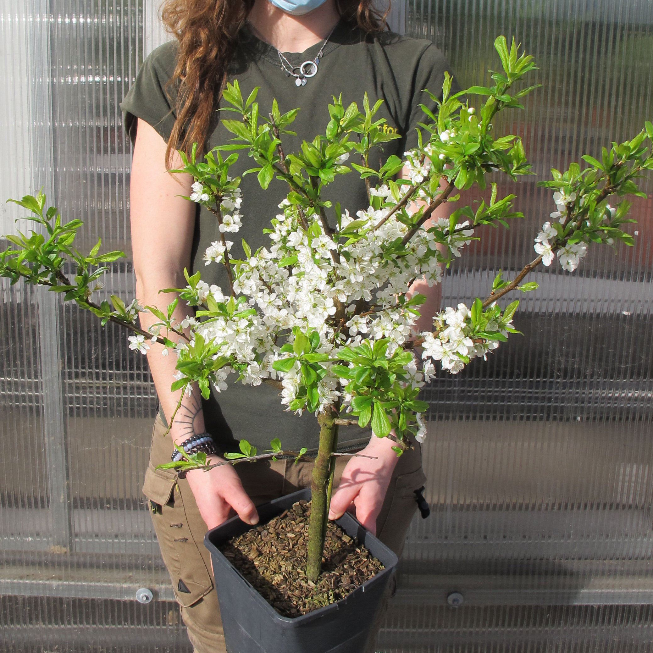 Plum Tree, Dwarf self-fertile : buy Plum Tree, Dwarf self-fertile ...